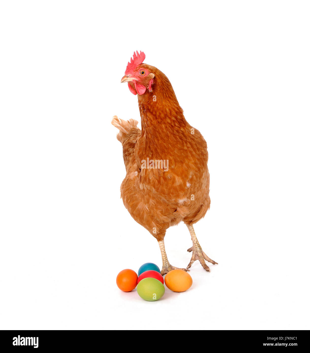 easter tinted chicken eggs Easter eggs hen laying hen isolated studio ...