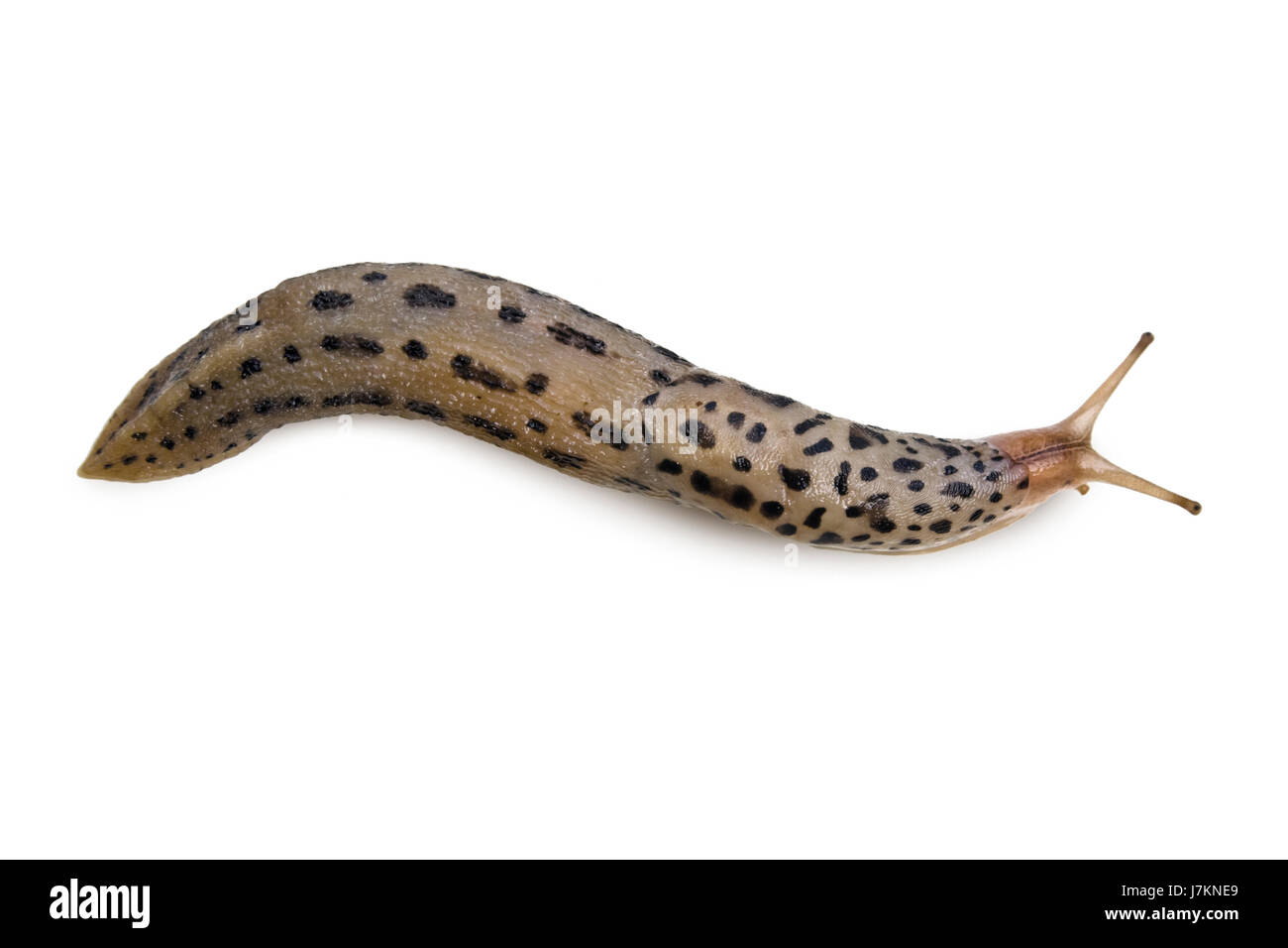 scrabble crawling antenna slug spotted gastropod slimy white background ...
