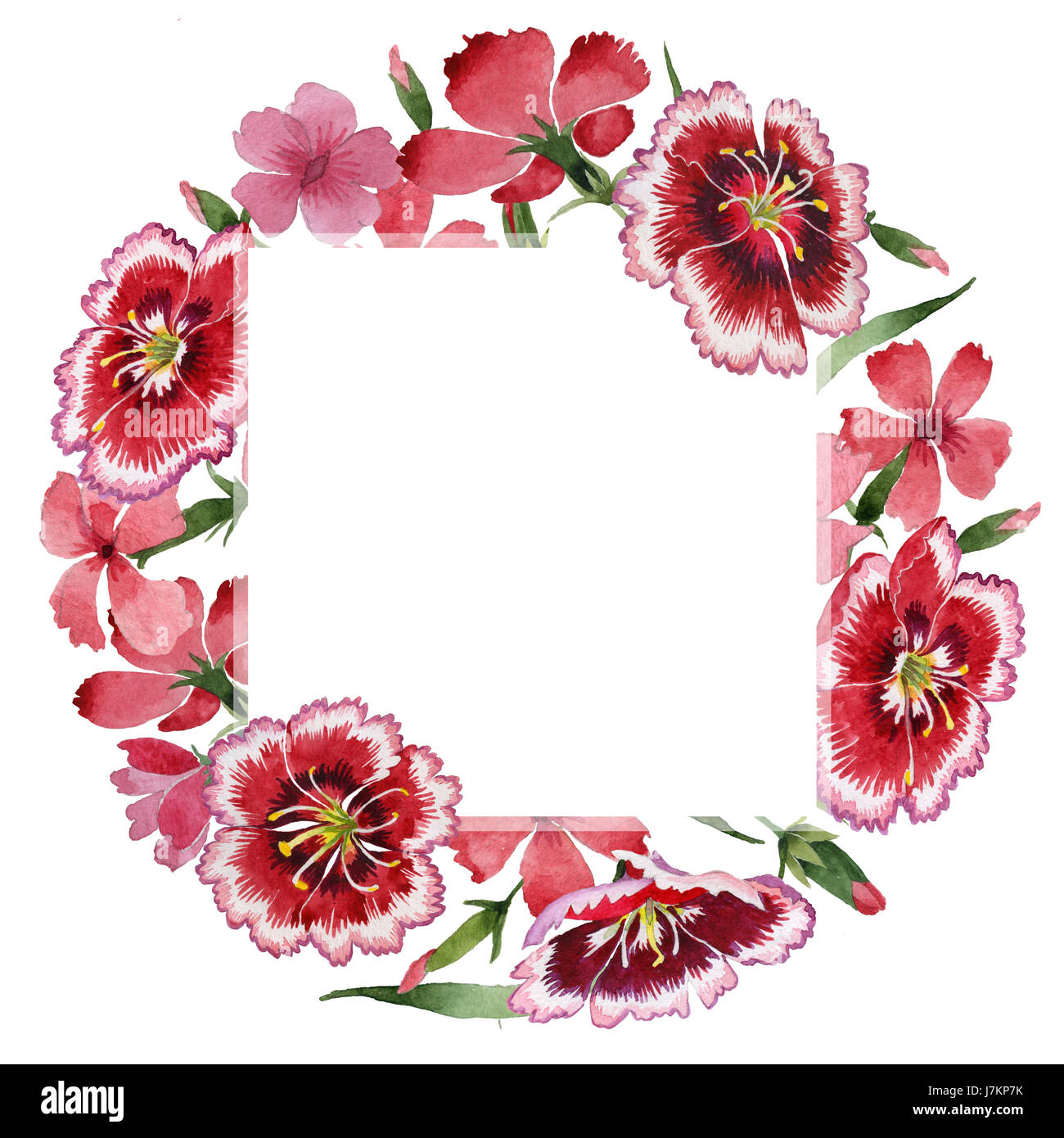 Wildflower carnation flower frame in a watercolor style isolated Stock ...