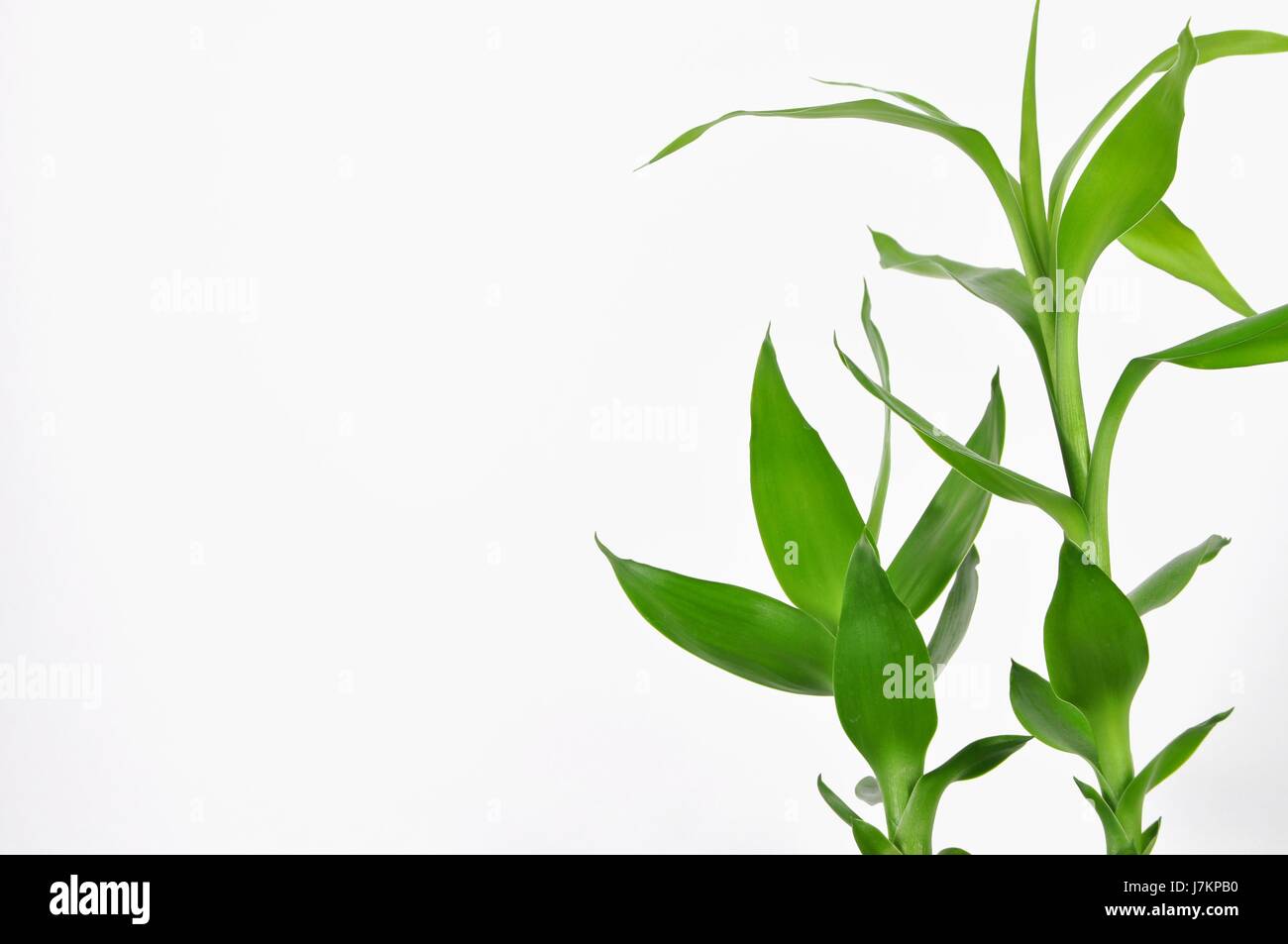 asia chinese backdrop background border couple environment asia spiral ...