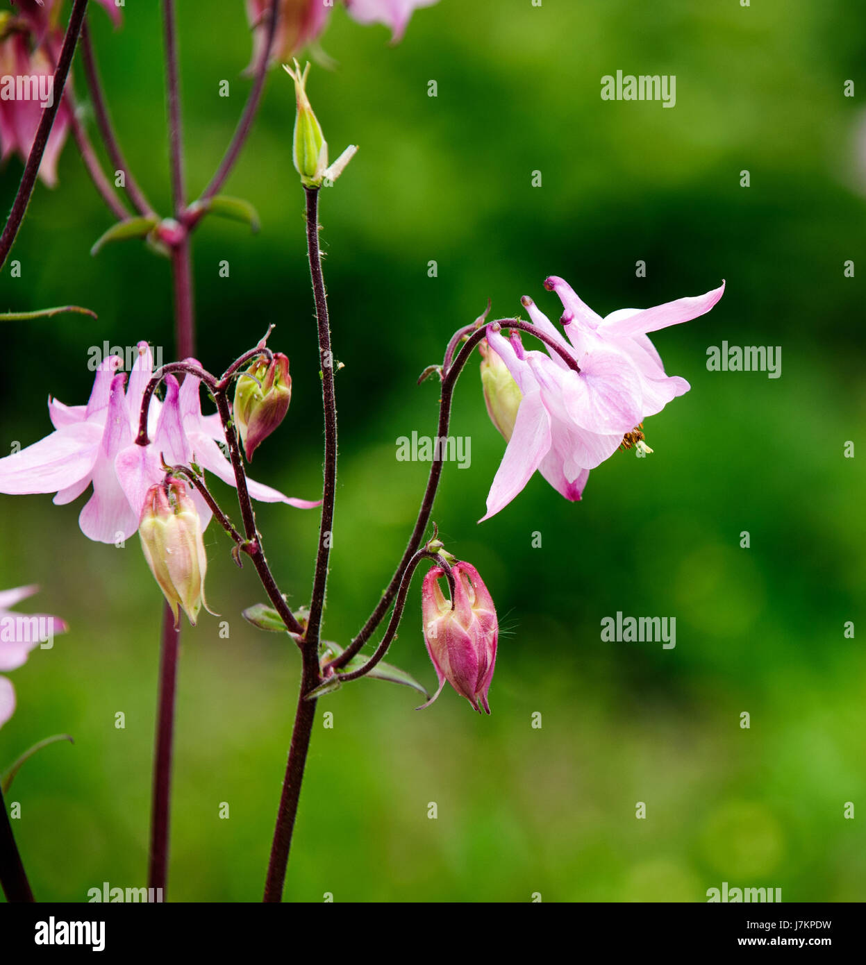 Pink bell flowers hi-res stock photography and images - Alamy