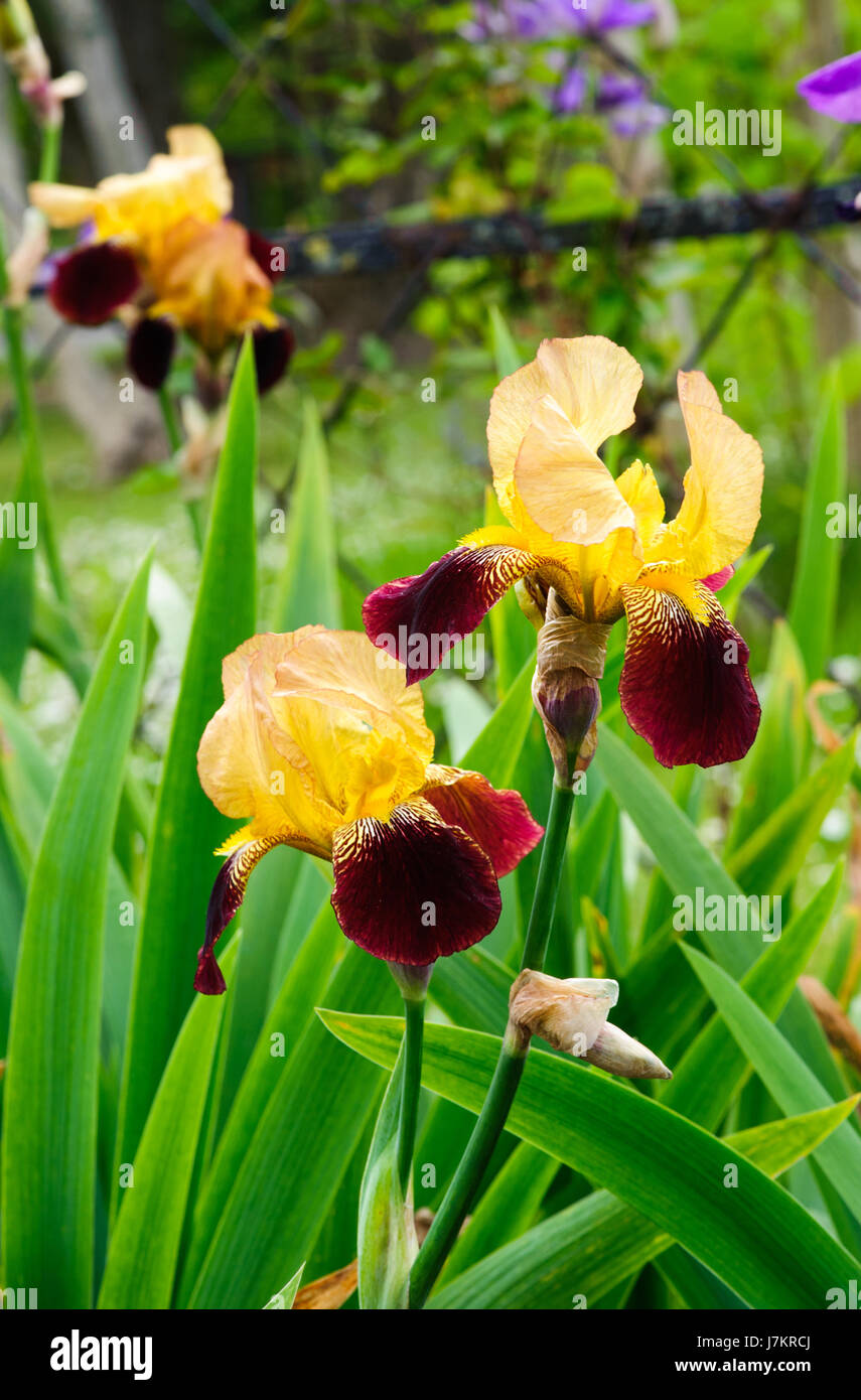 Beautiful blossom yellow and red tall bearded iris flowers Stock Photo ...