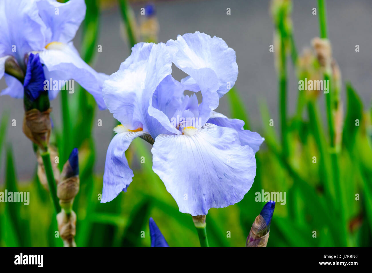Beautiful blossom blue tall bearded iris flowers Stock Photo - Alamy