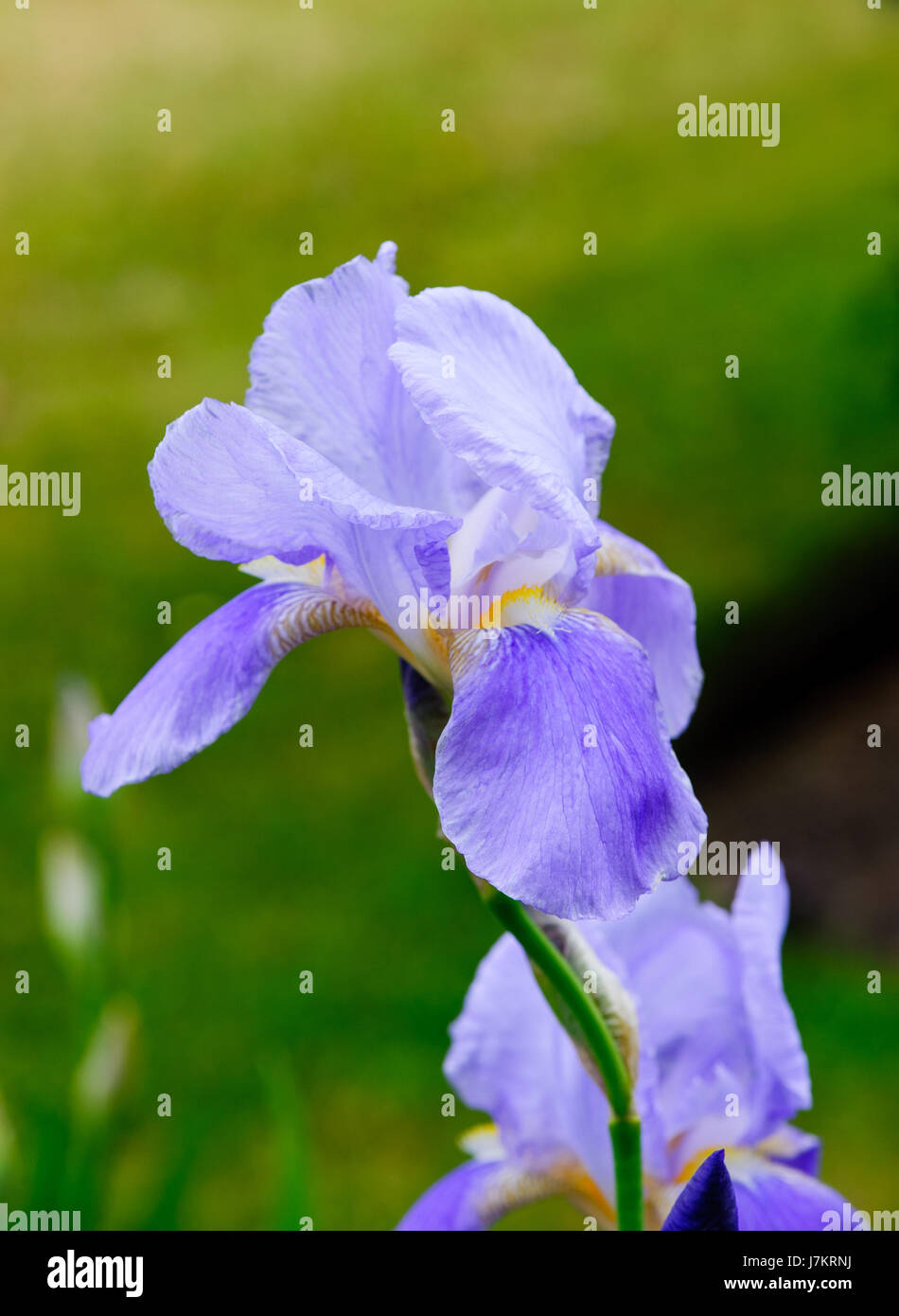 Beautiful blossom Iris flowers in the garden Stock Photo - Alamy