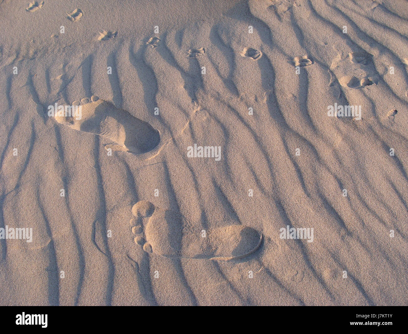 sand tracks,baltic sea Stock Photo - Alamy