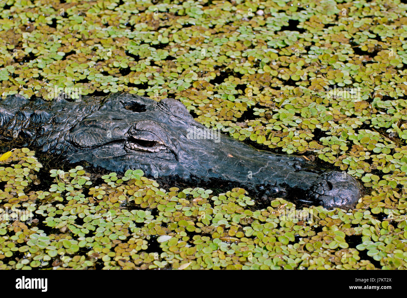 swamp amphibians reptiles alligator dangerous swamp amphibians reptiles ...