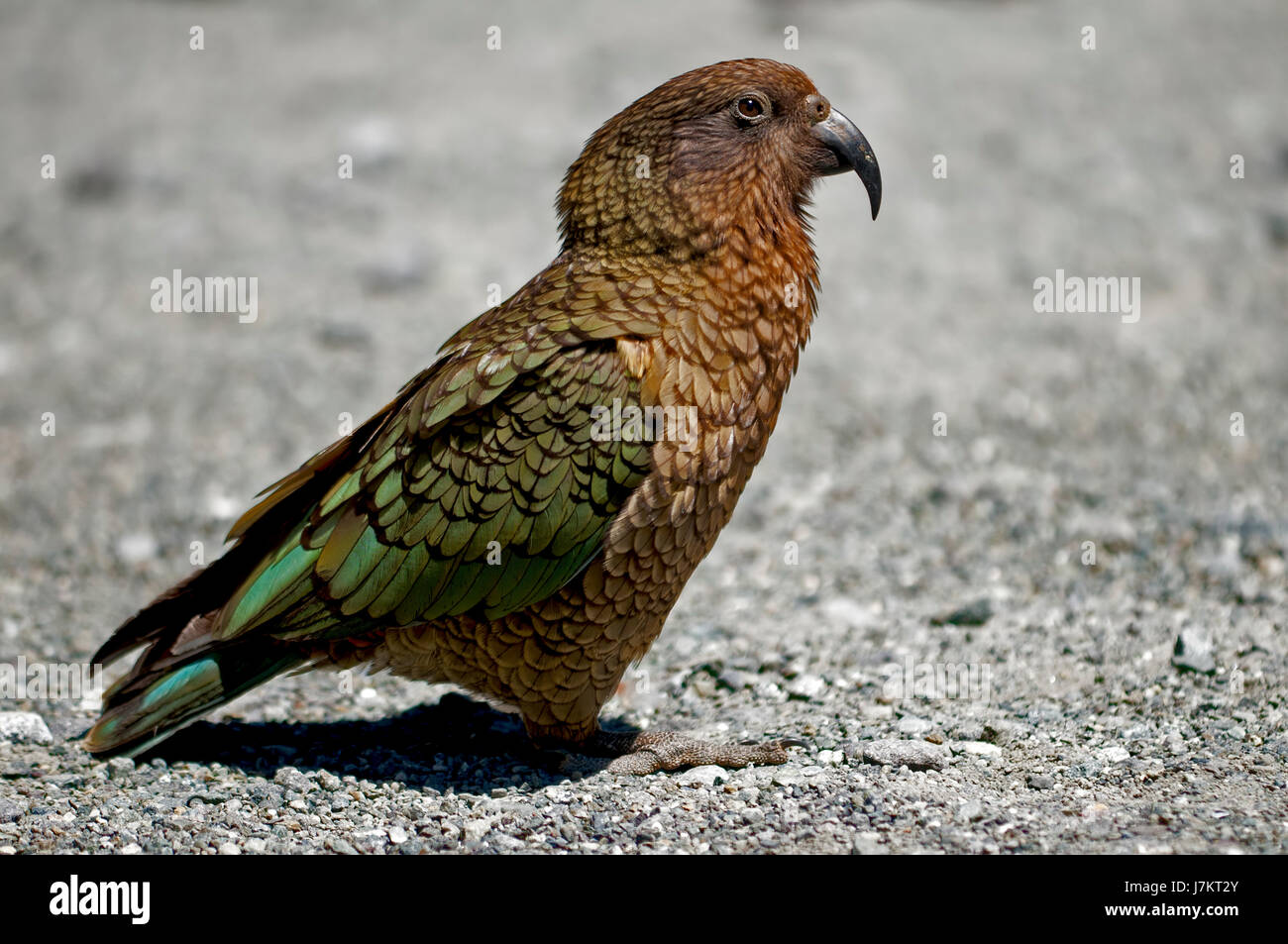 Kea eating hi-res stock photography and images - Alamy