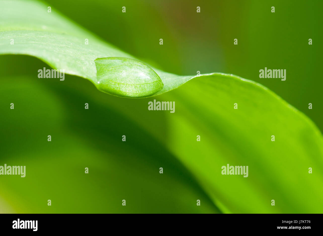 leaf drop dew edge rain water nature drip drops seeping sopping drips ...