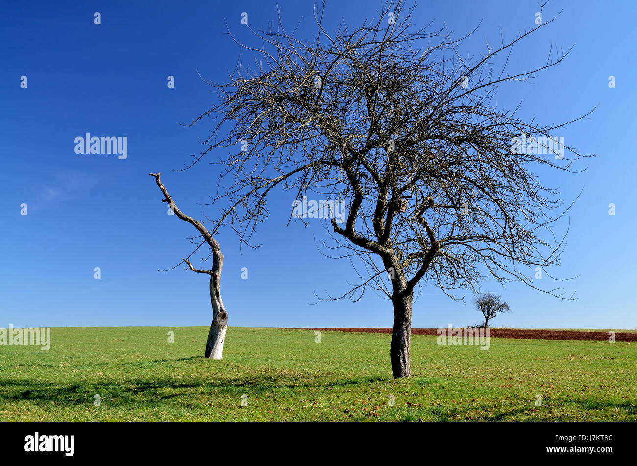 Three thin trees hi-res stock photography and images - Alamy