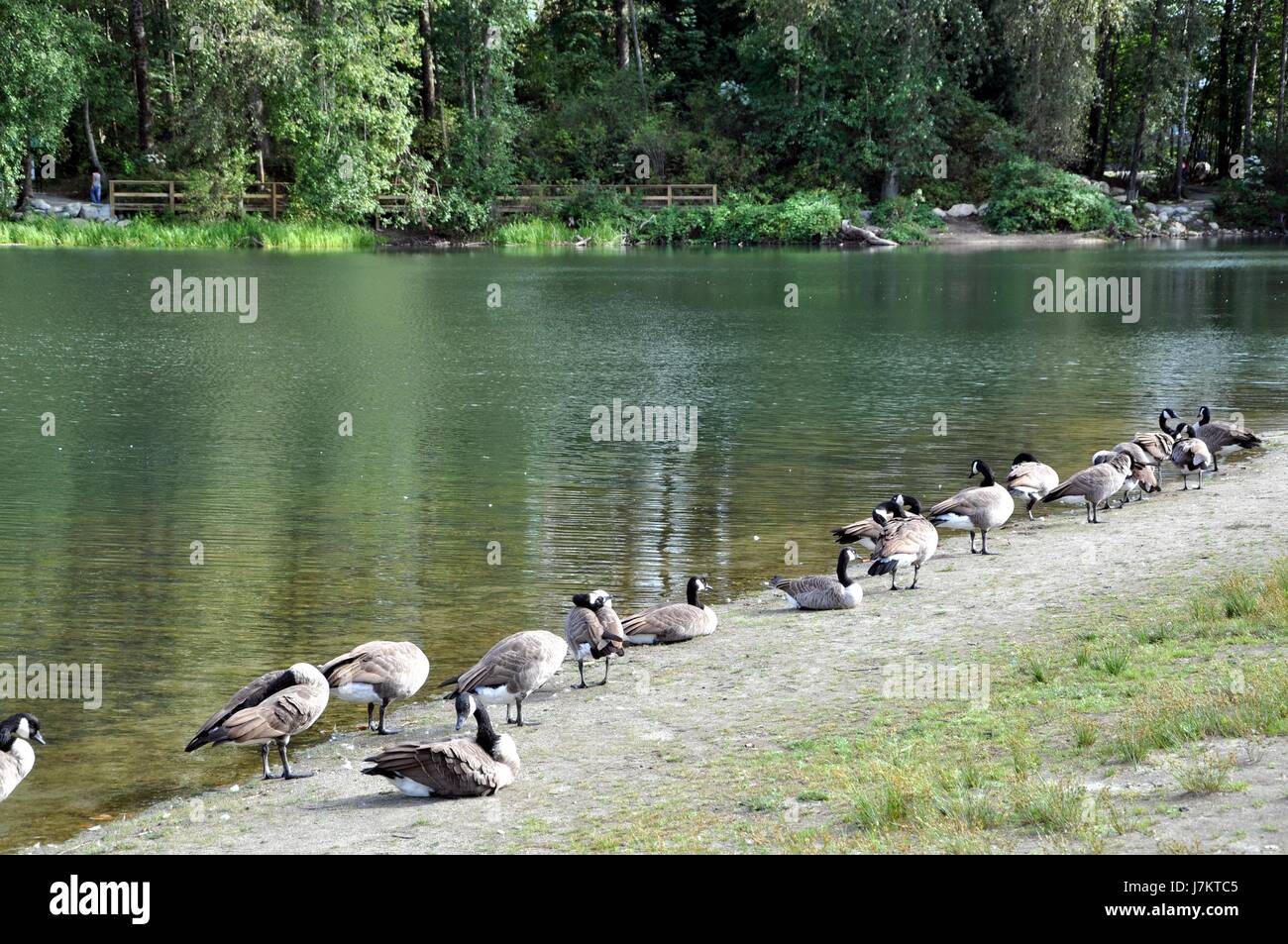 park flight animal bird swamp hunt canada outdoor wildlife geese ...