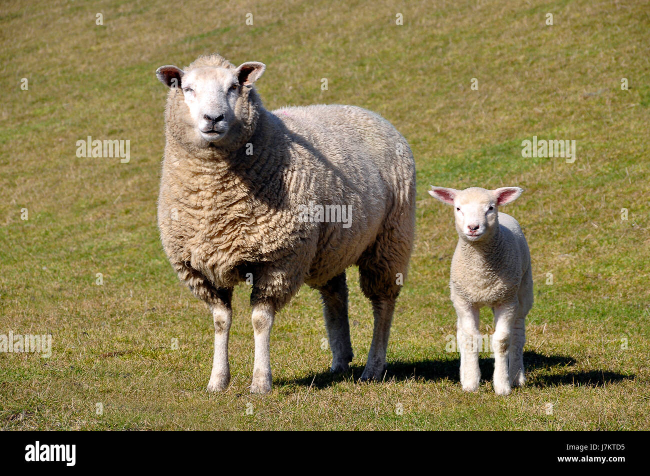 Schaffamilie hi-res stock photography and images - Alamy