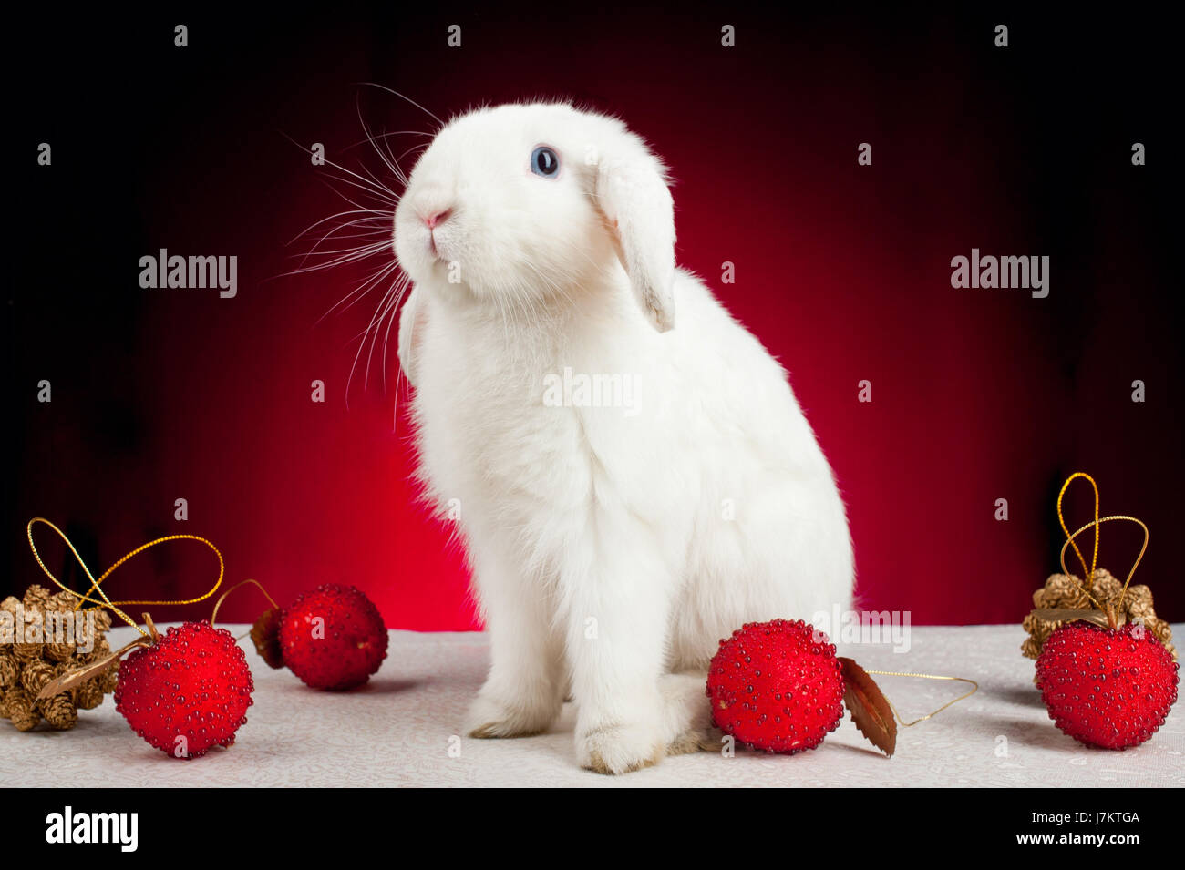 Christmas bunnies hi-res stock photography and images - Alamy