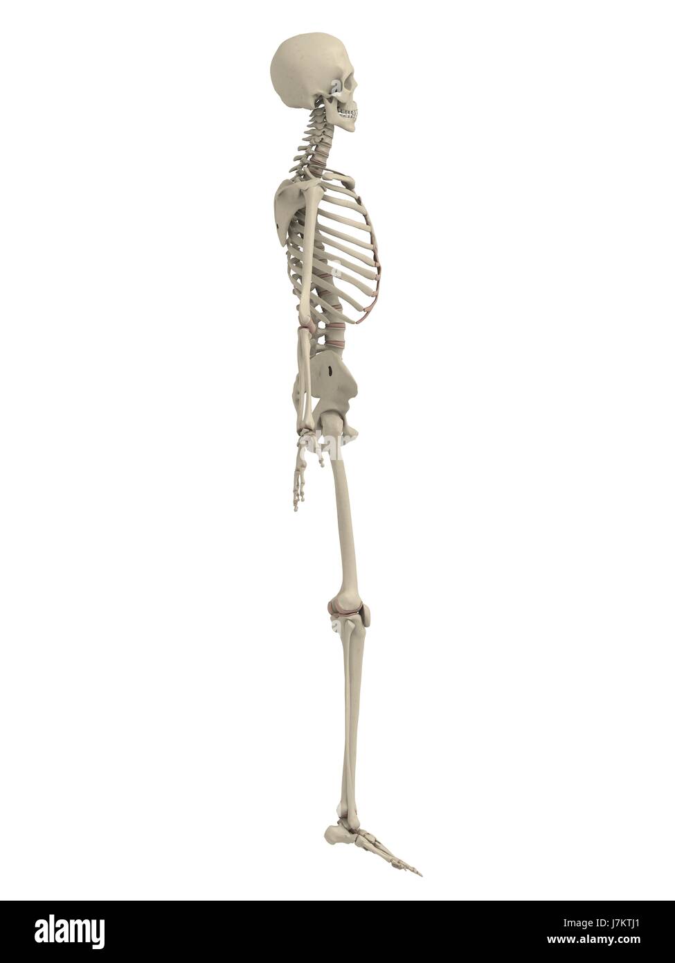 health human human being skeleton anatomy spine backache arthritis osteoporosis Stock Photo - Alamy