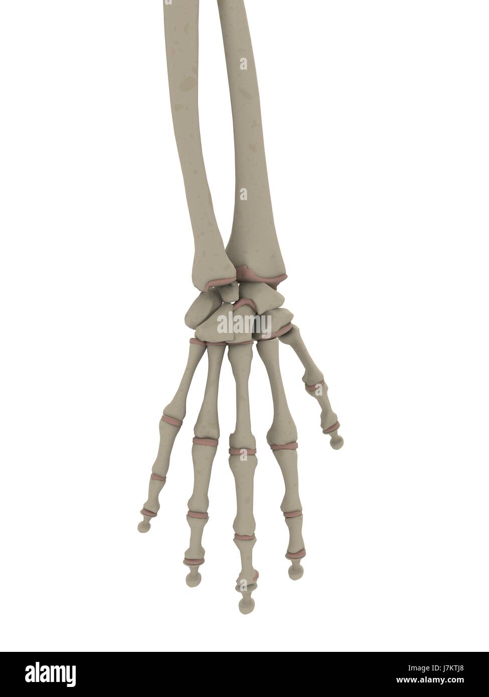 hand finger human human being bone skeleton arm weapon elbow science ...