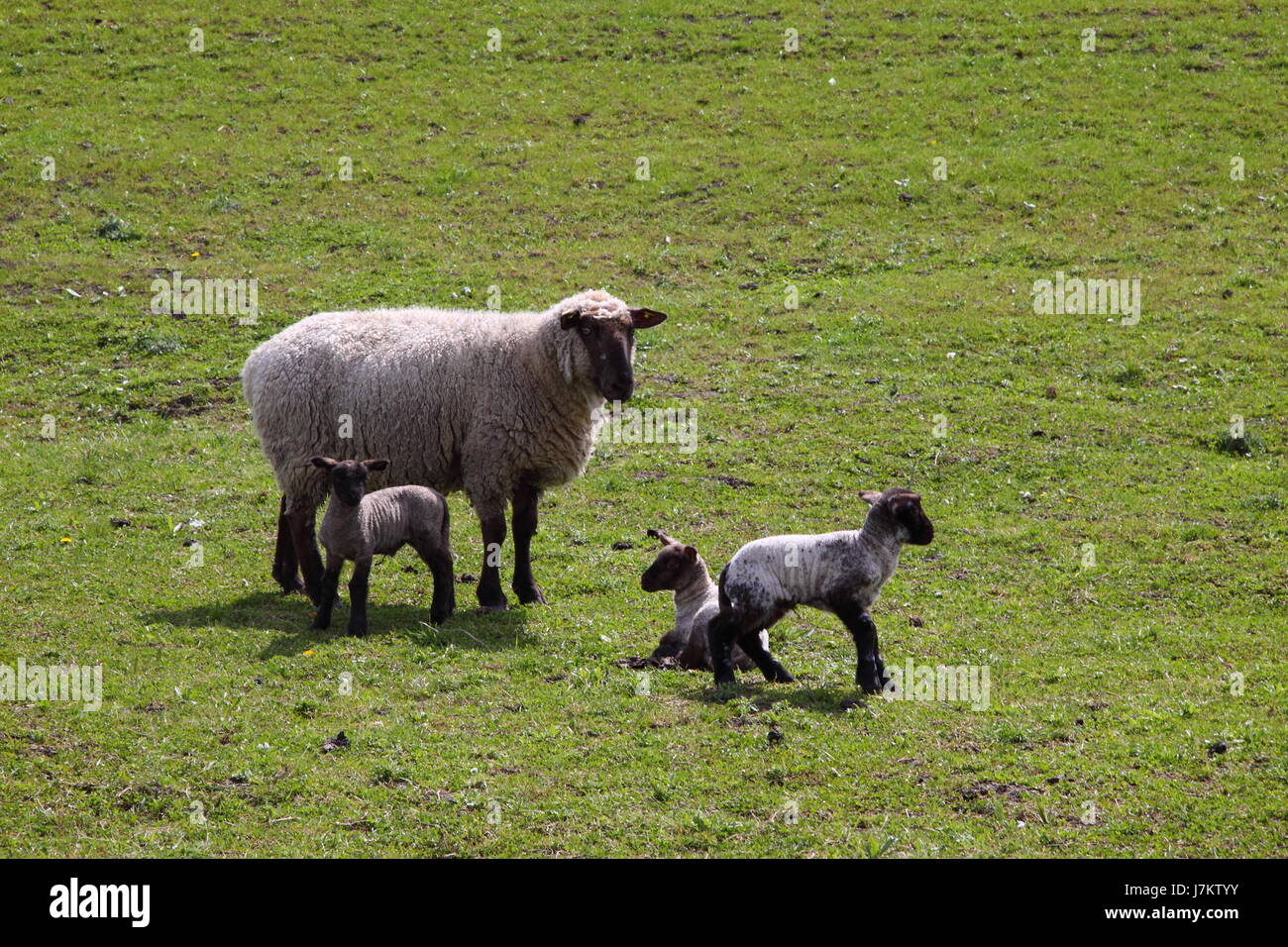 sheep dike lambs sheep (pl.) lamb water north sea salt water sea ocean ...