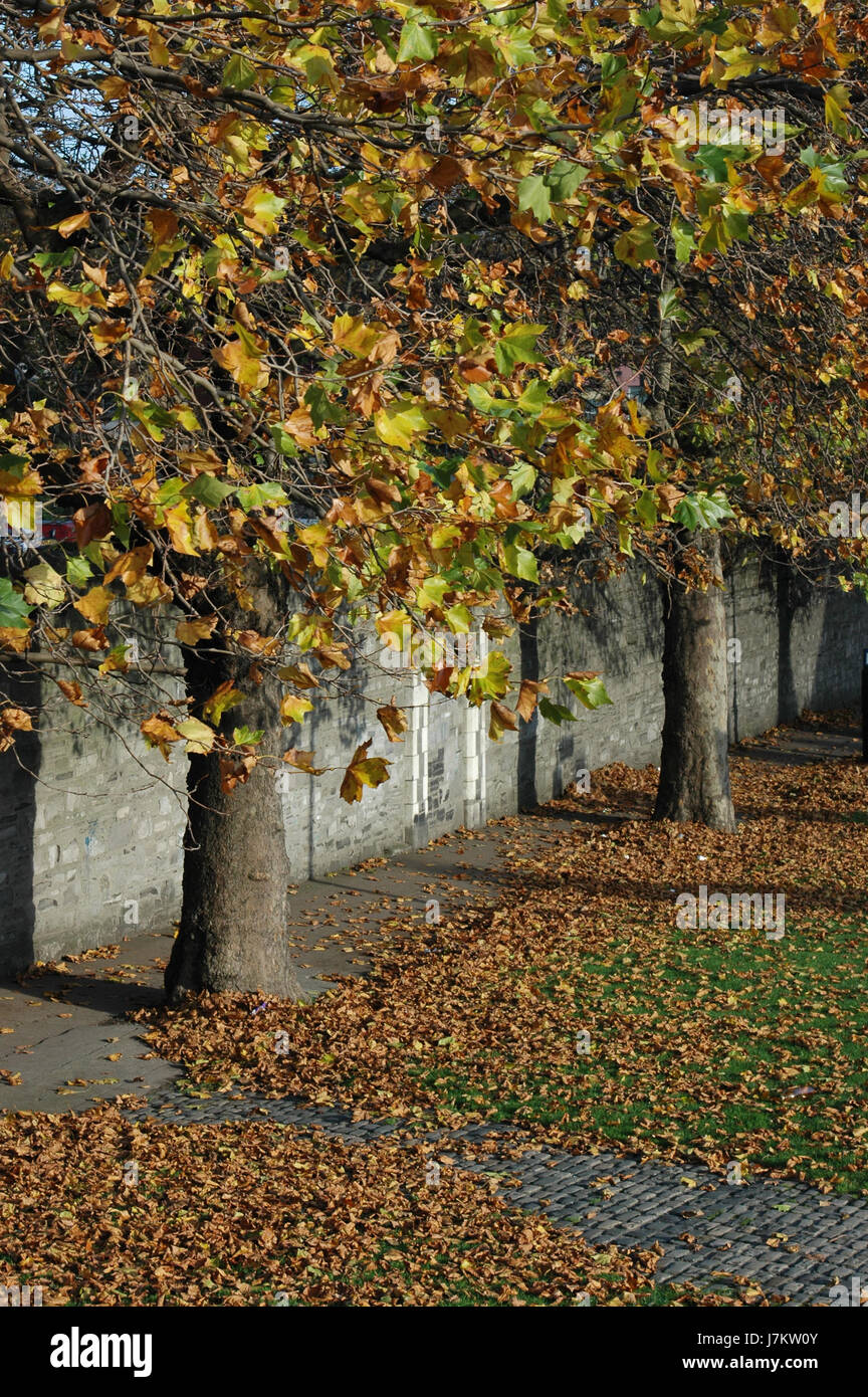 city town tree park leaves ireland seasonal path way street road ...