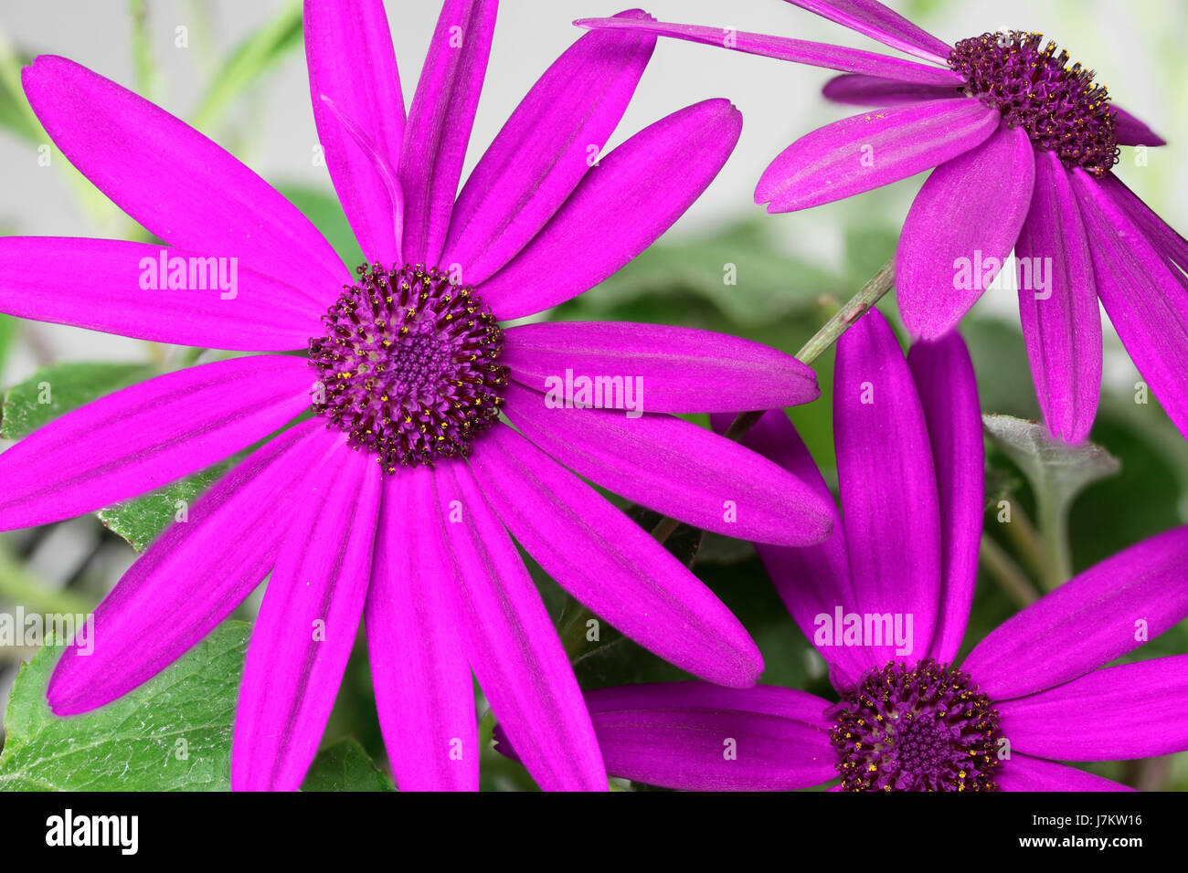 senetti pericallis - pink Stock Photo - Alamy