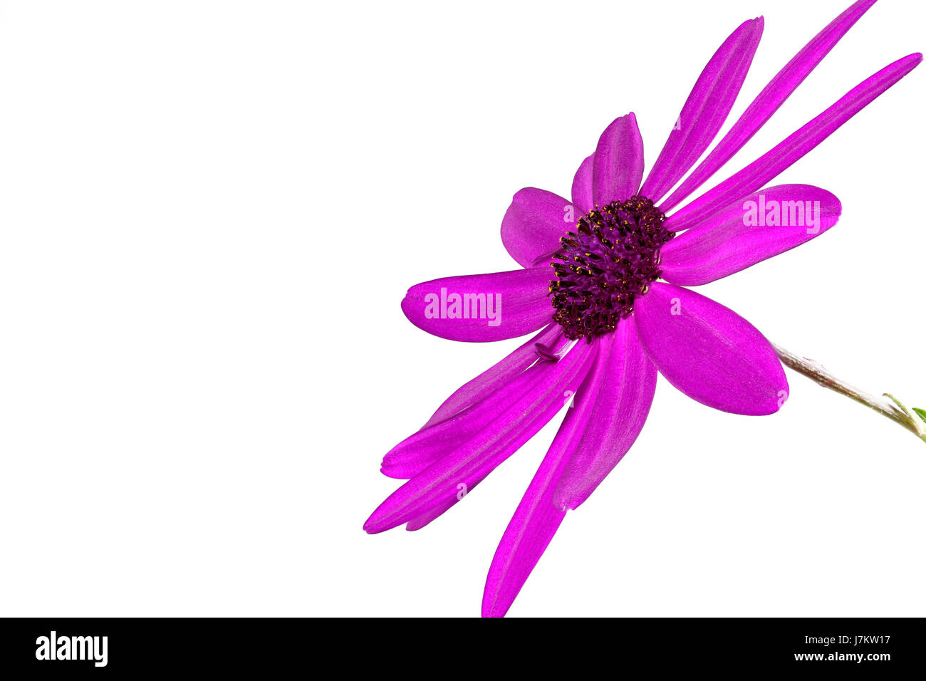 senetti pericallis - pink Stock Photo - Alamy