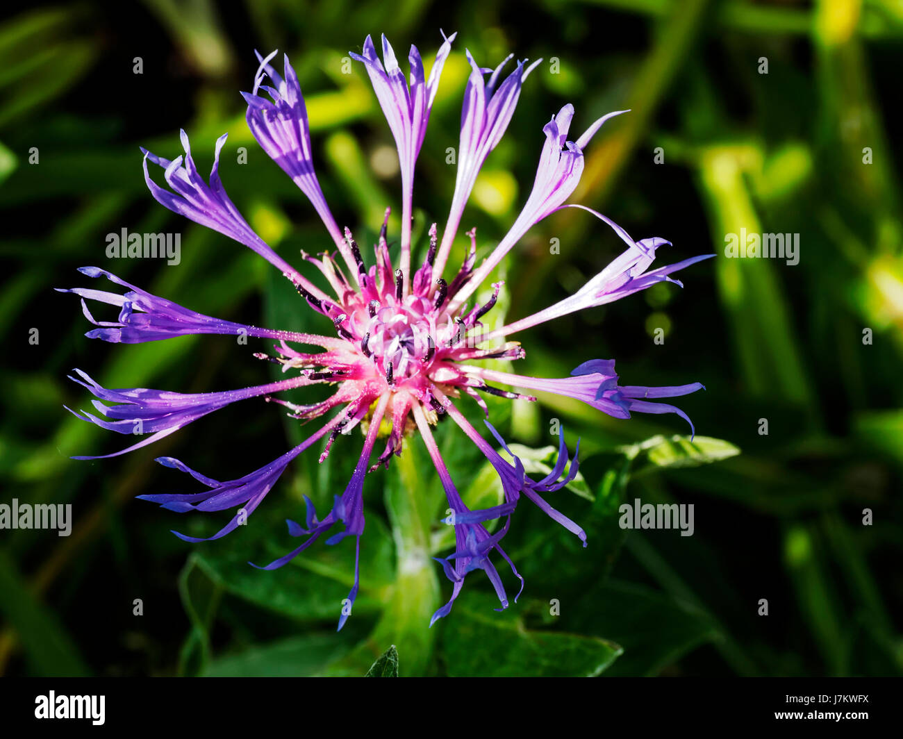 Beautiful star-shaped purple flower of the Perennial Cornflower or ...