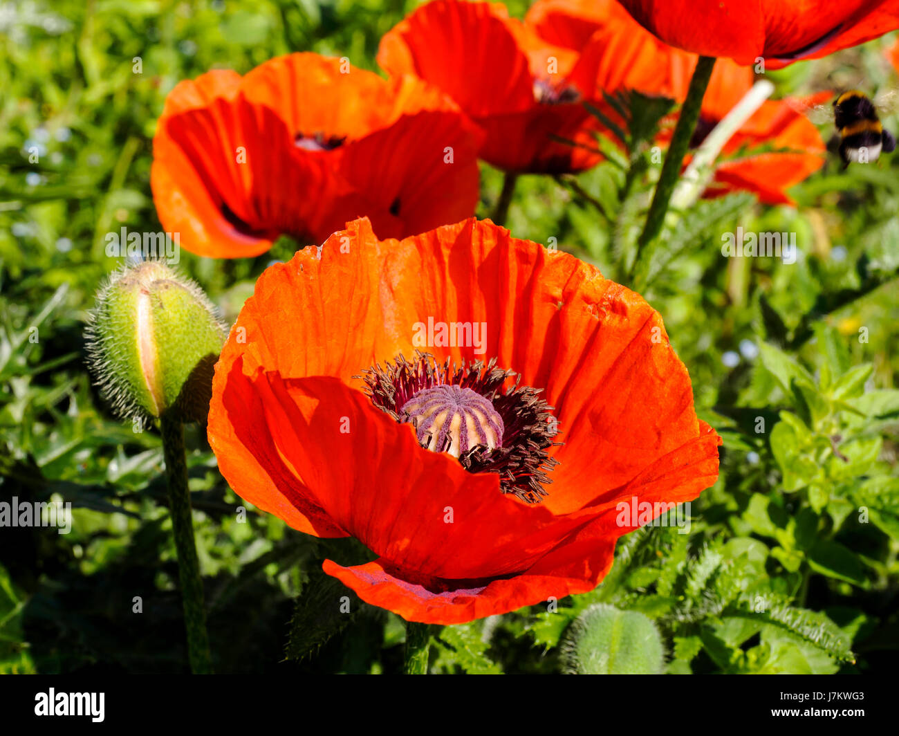 Bright red flowers of an Oriental Poppy (Papaver orientale) in a ...