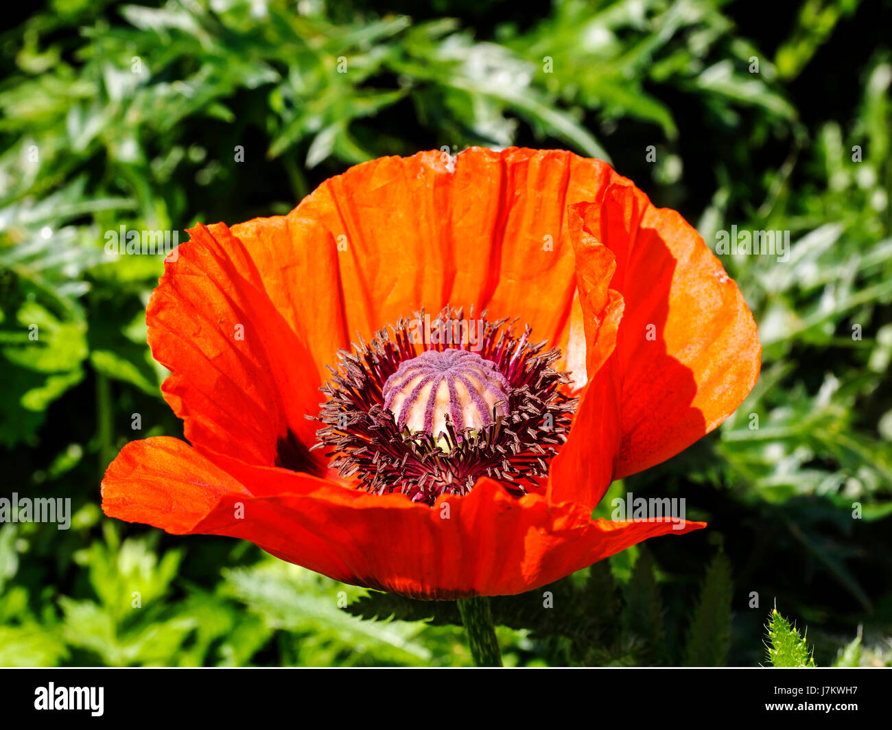 Red oriental poppy flowers hi-res stock photography and images - Alamy