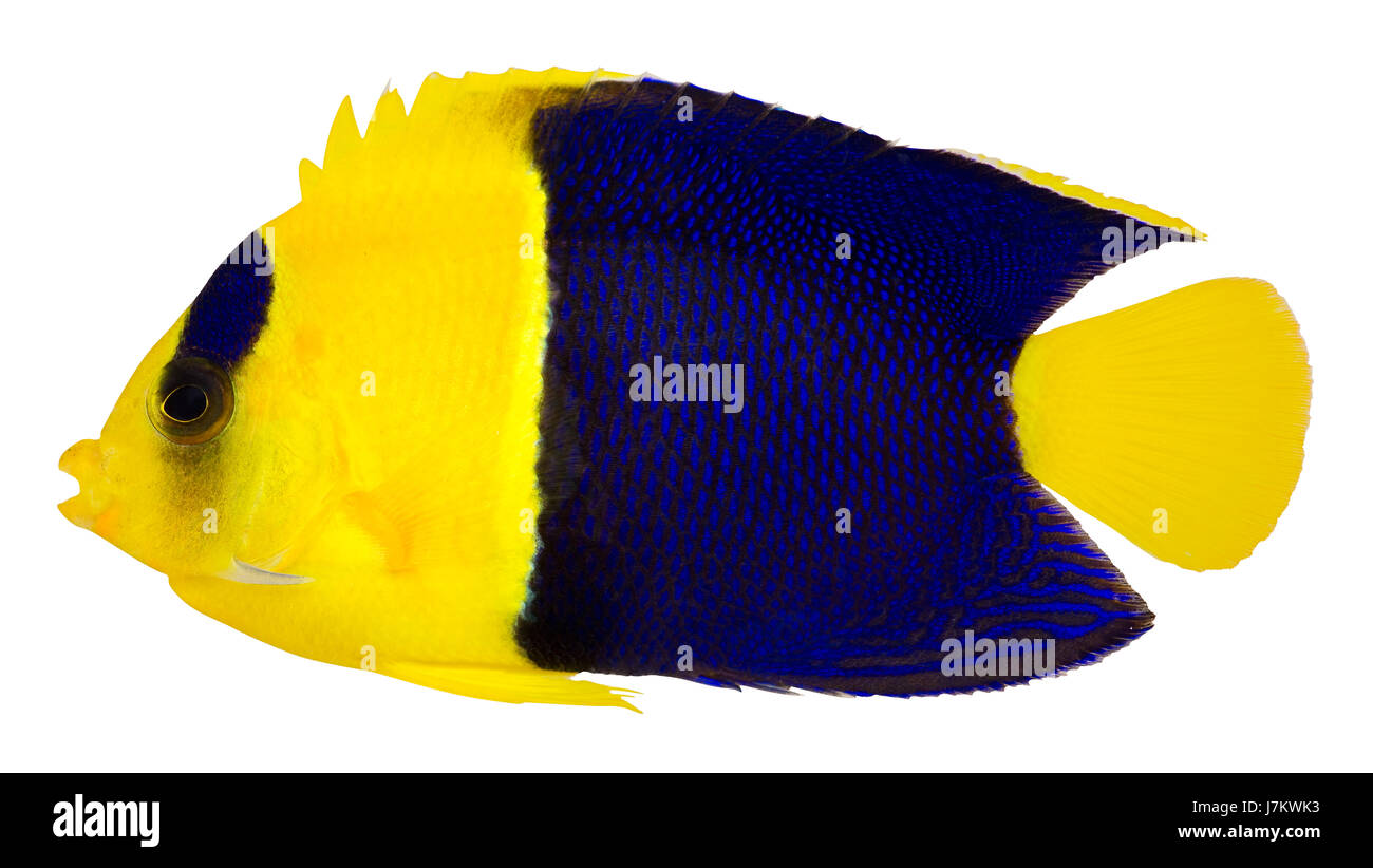 fish oriole blue fish oriole gold yellow tropical fish angel fish ...