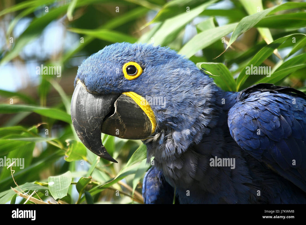 bird portrait birds brazil parrot blue bird portrait birds brazil ...