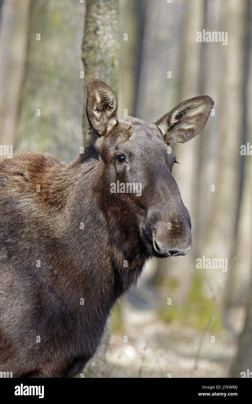 bull cow elk waters animal mammal asia bull portrait europe wet cow ...