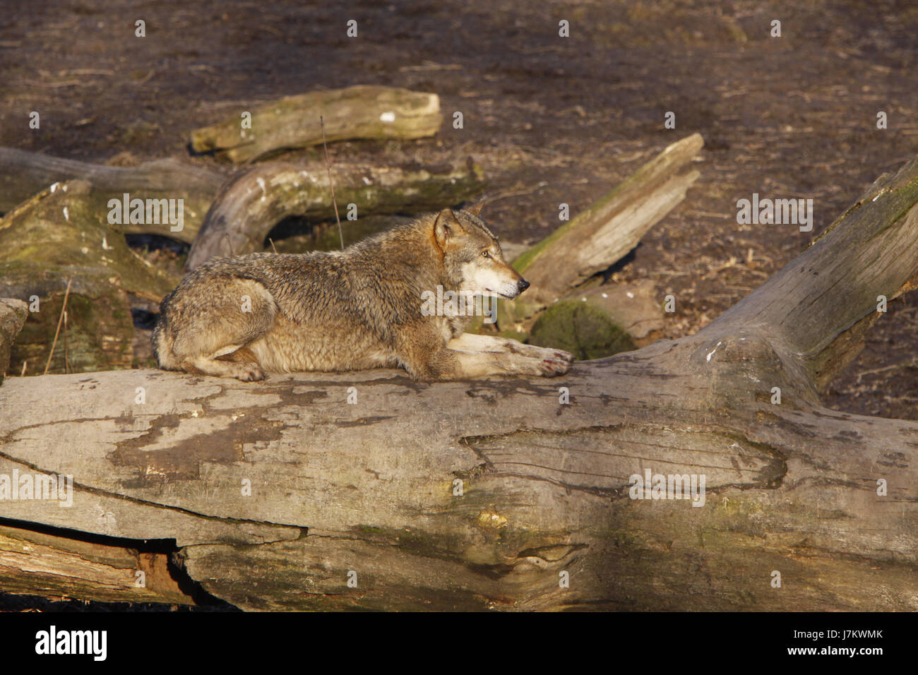 Lean wolf hi-res stock photography and images - Alamy