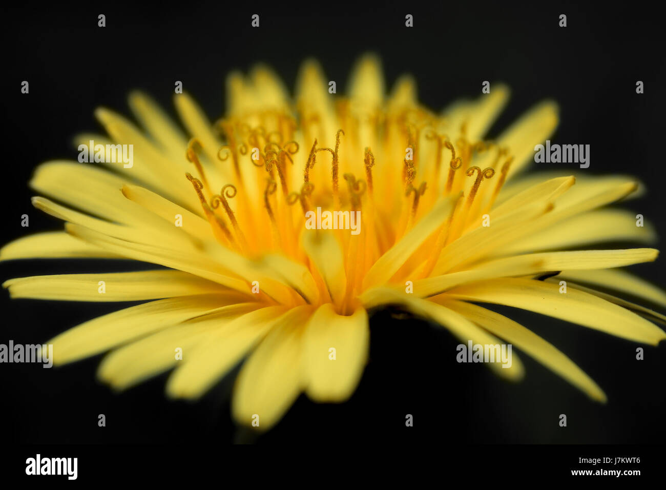 Yellow beautiful flower Stock Photo - Alamy