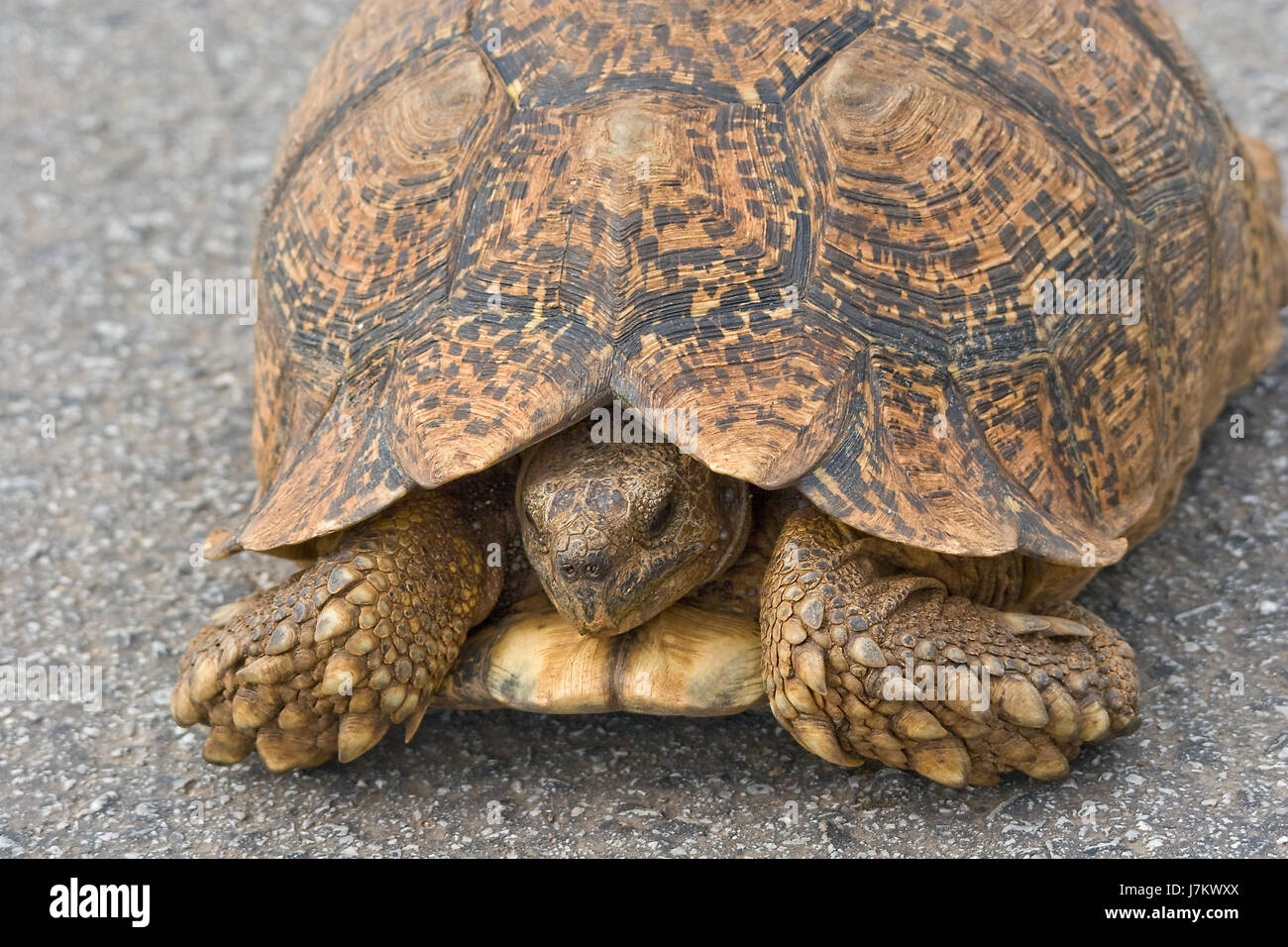 Uralte morla hi-res stock photography and images - Alamy