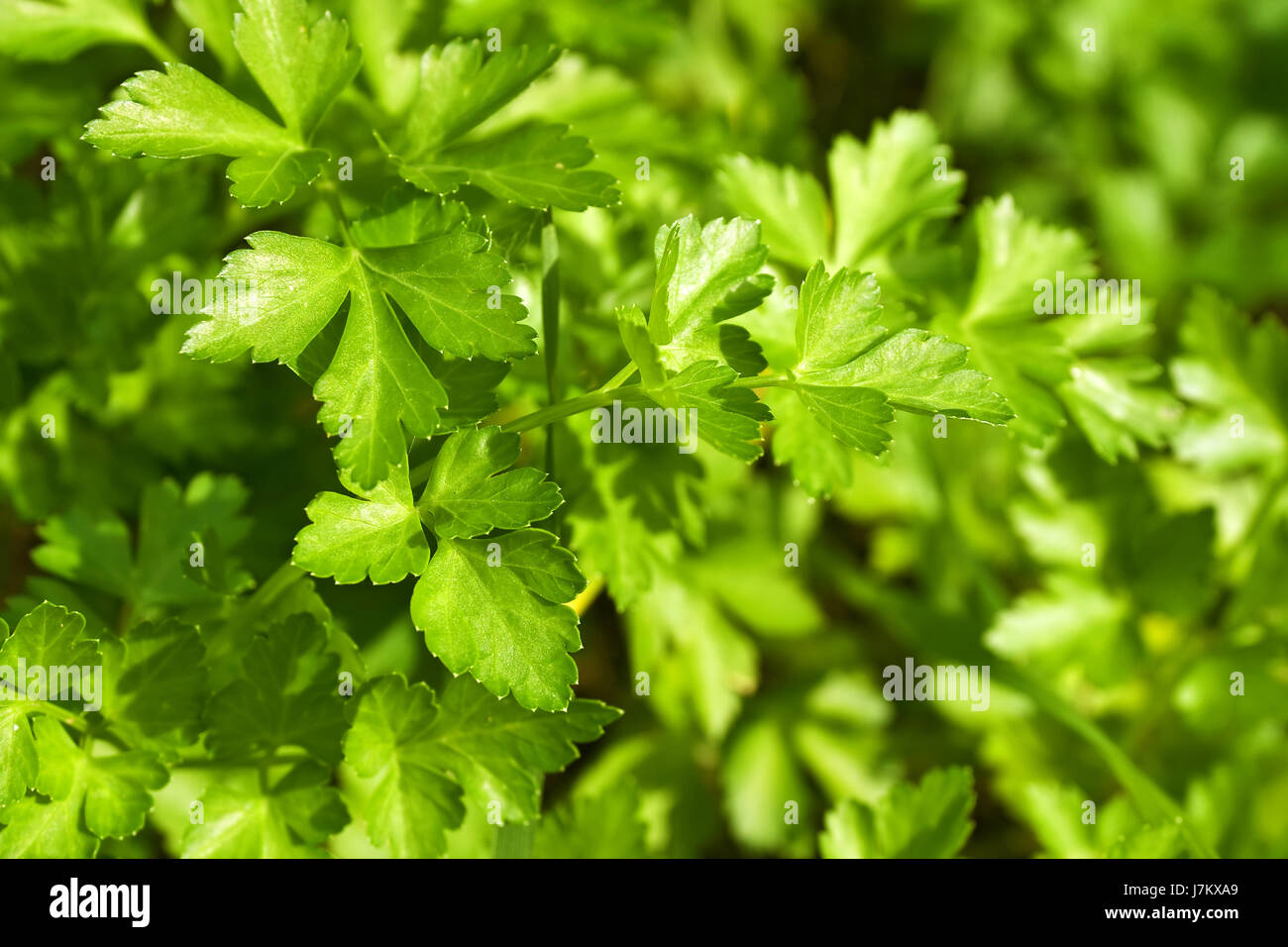 spice agriculture farming aromatic vegetable herb parsley ingredient ...