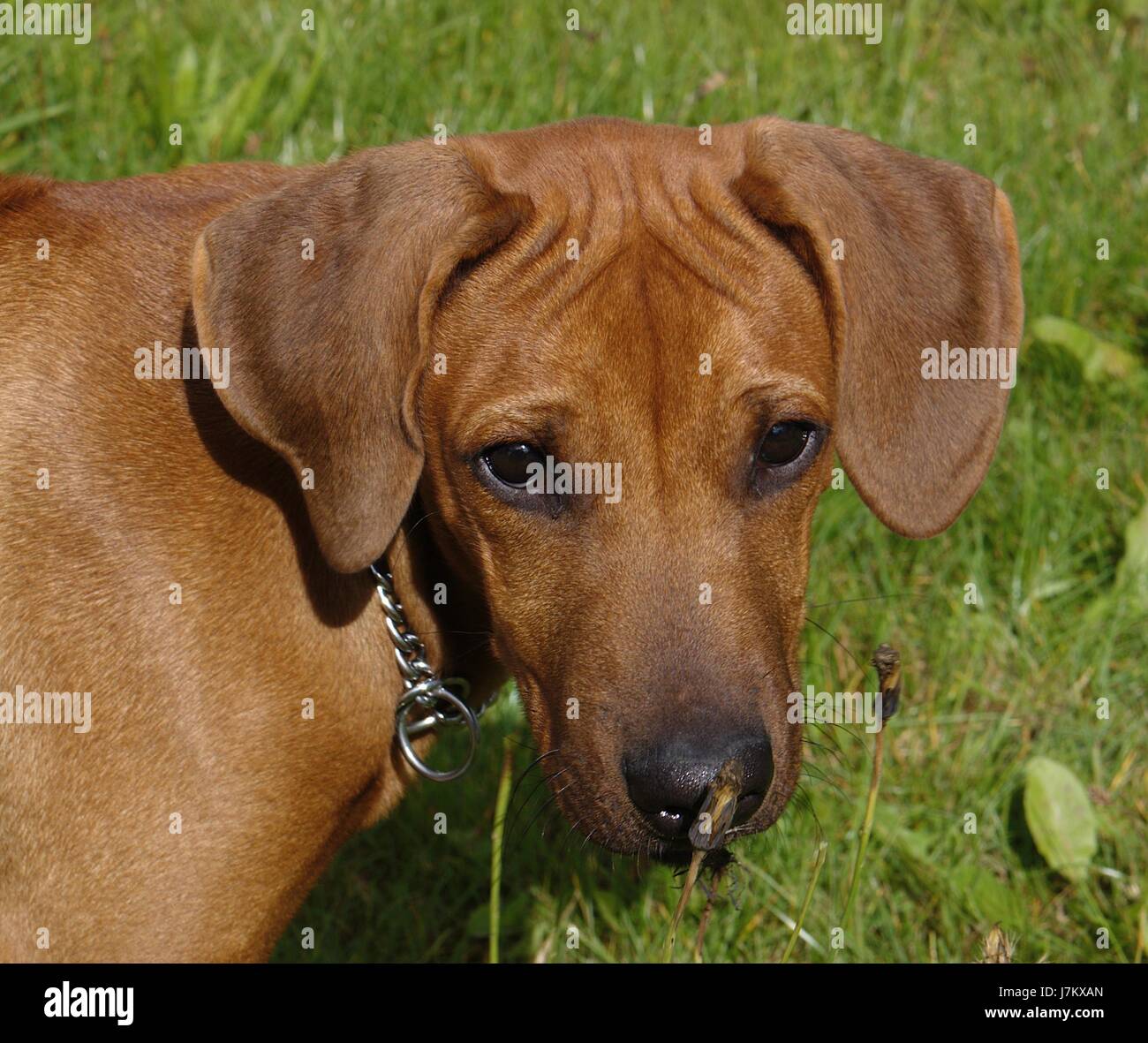 animal pet animals face quadruped dog dogs young animal animal pet ...