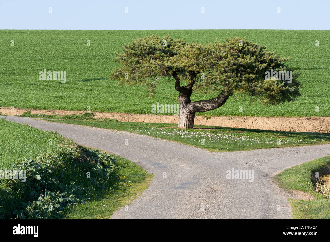 tree trunk conifer country strange alien rural peasant tree trees ...
