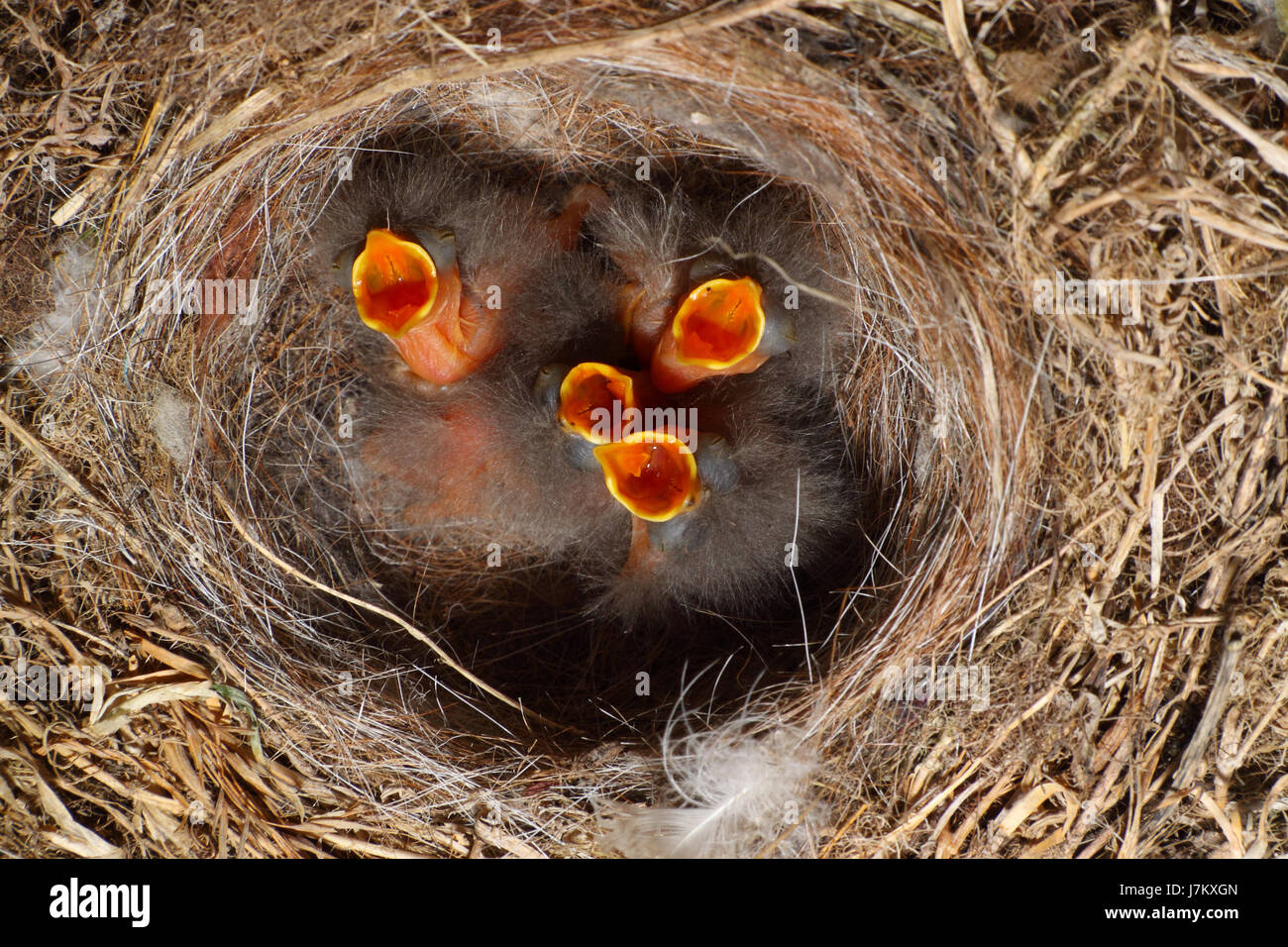 bird birds beak brood nest wagtail spawn beaks squabs child children ...