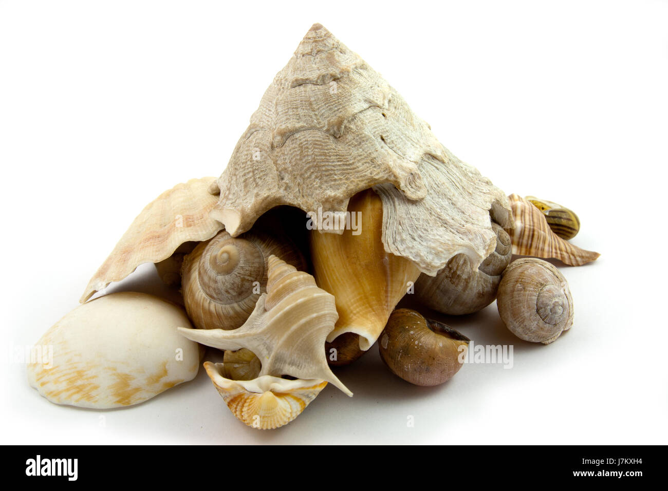 shell object isolated shell stack group salt water sea ocean water ...