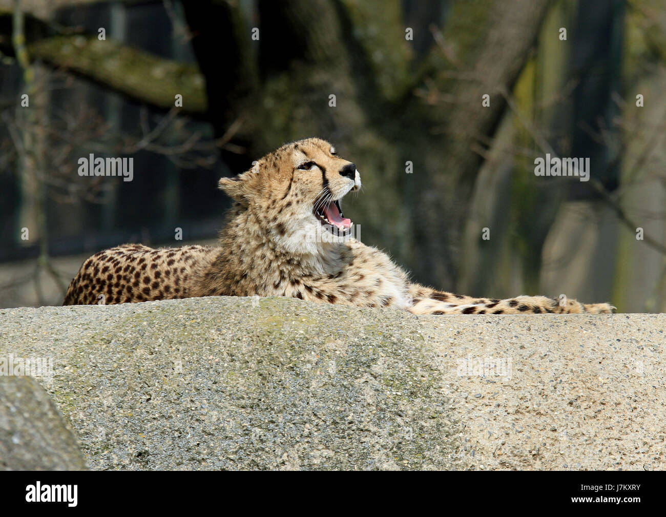 mammal pussy cat adventure wildlife faster dangerous predator bandit ...