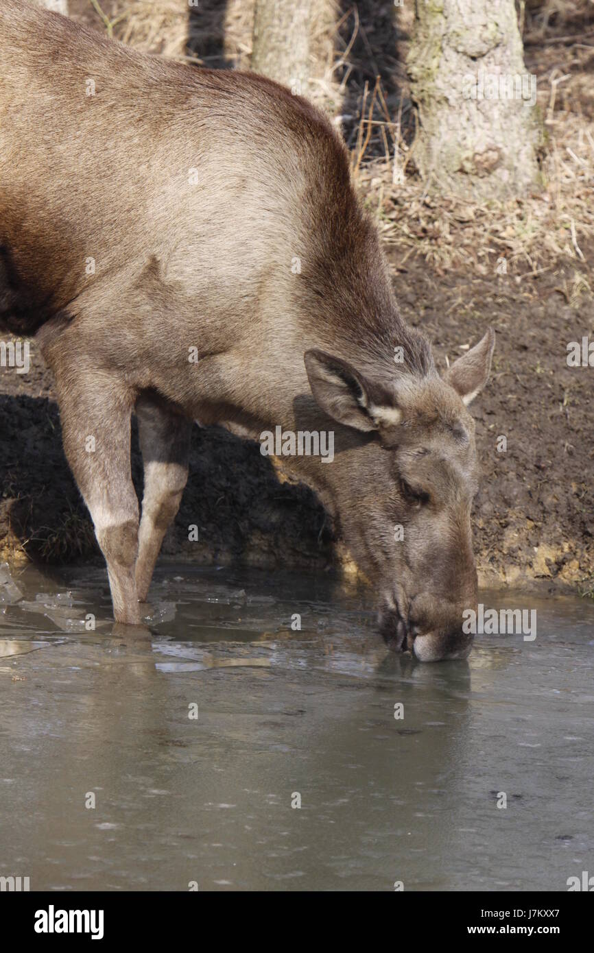 bull cow elk waters animal mammal asia bull portrait europe wet cow ...