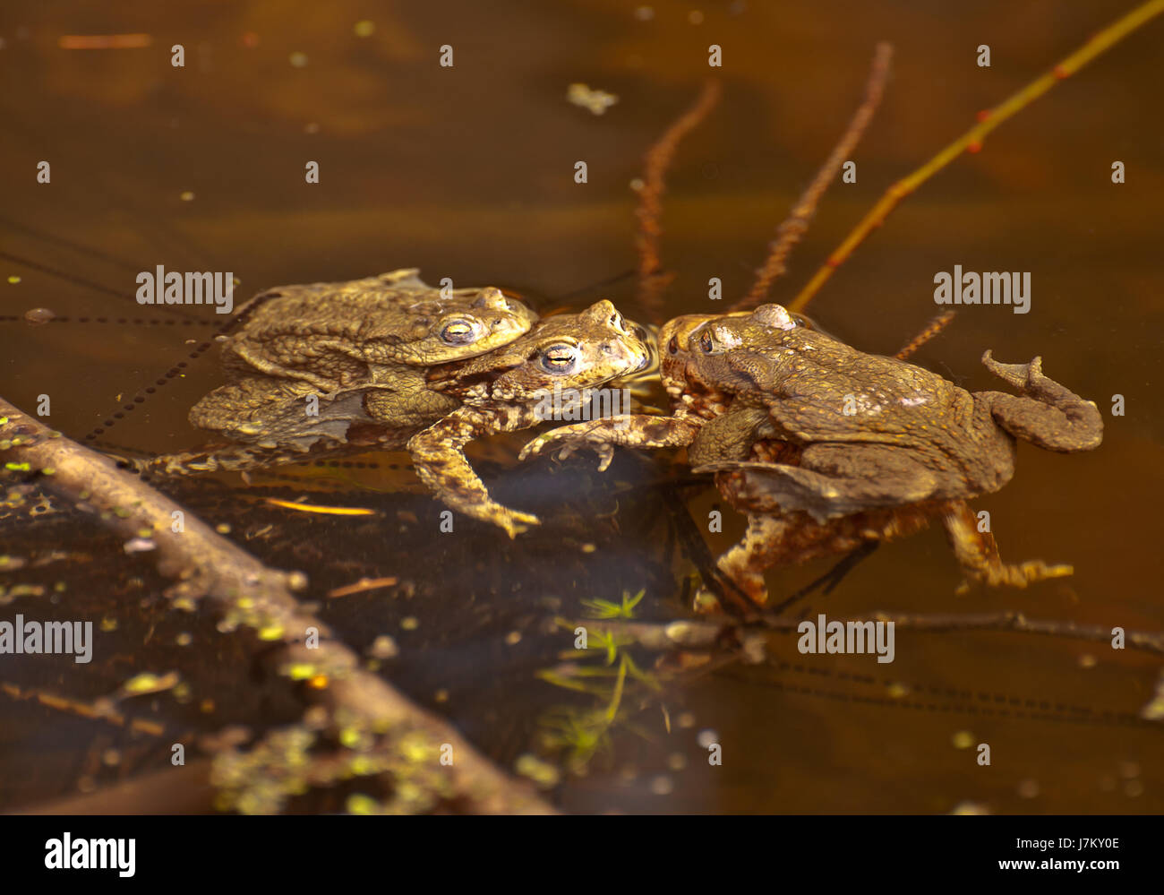 female male masculine toads fresh water pond water mating mate female ...