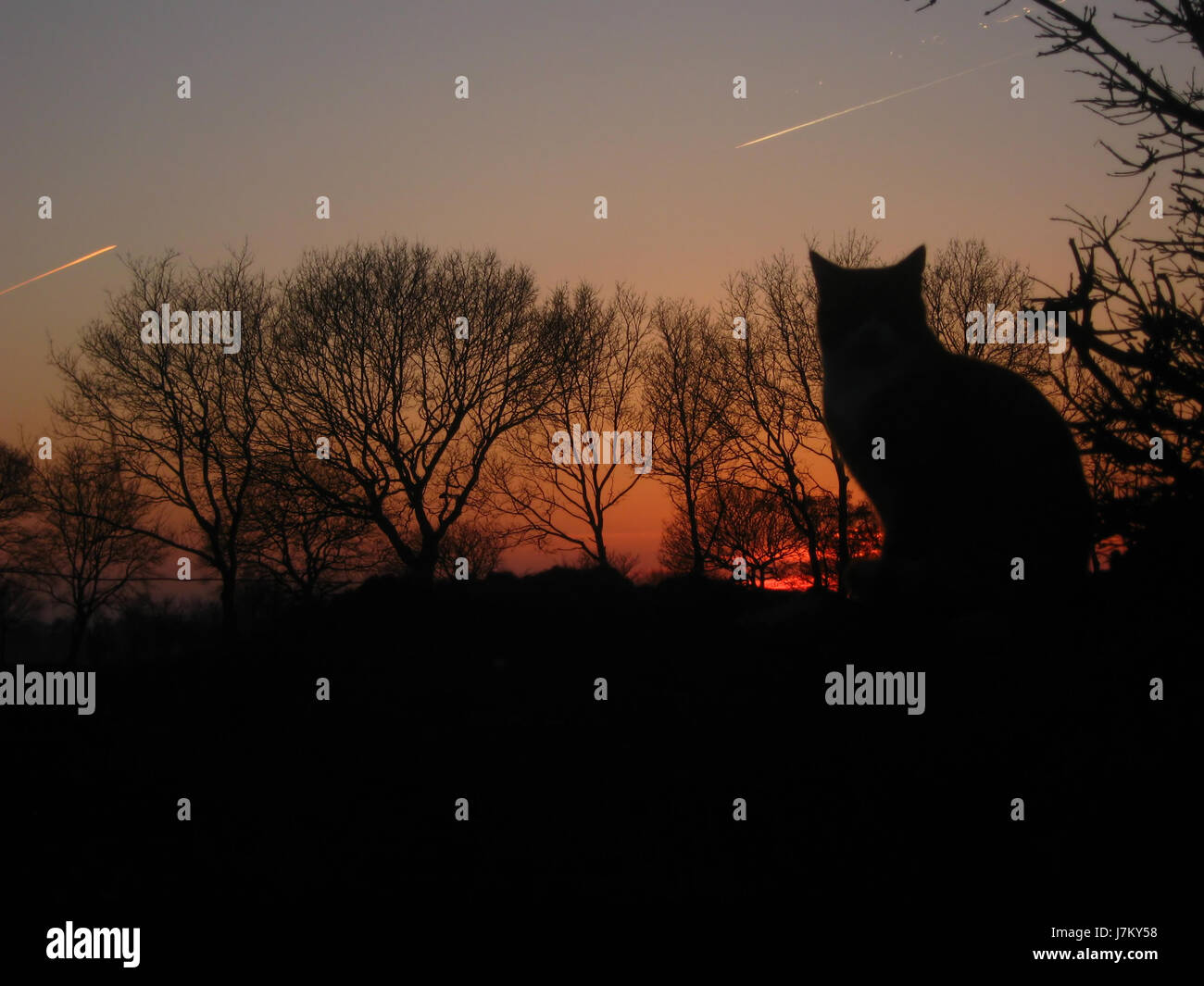 cat in sunset Stock Photo - Alamy