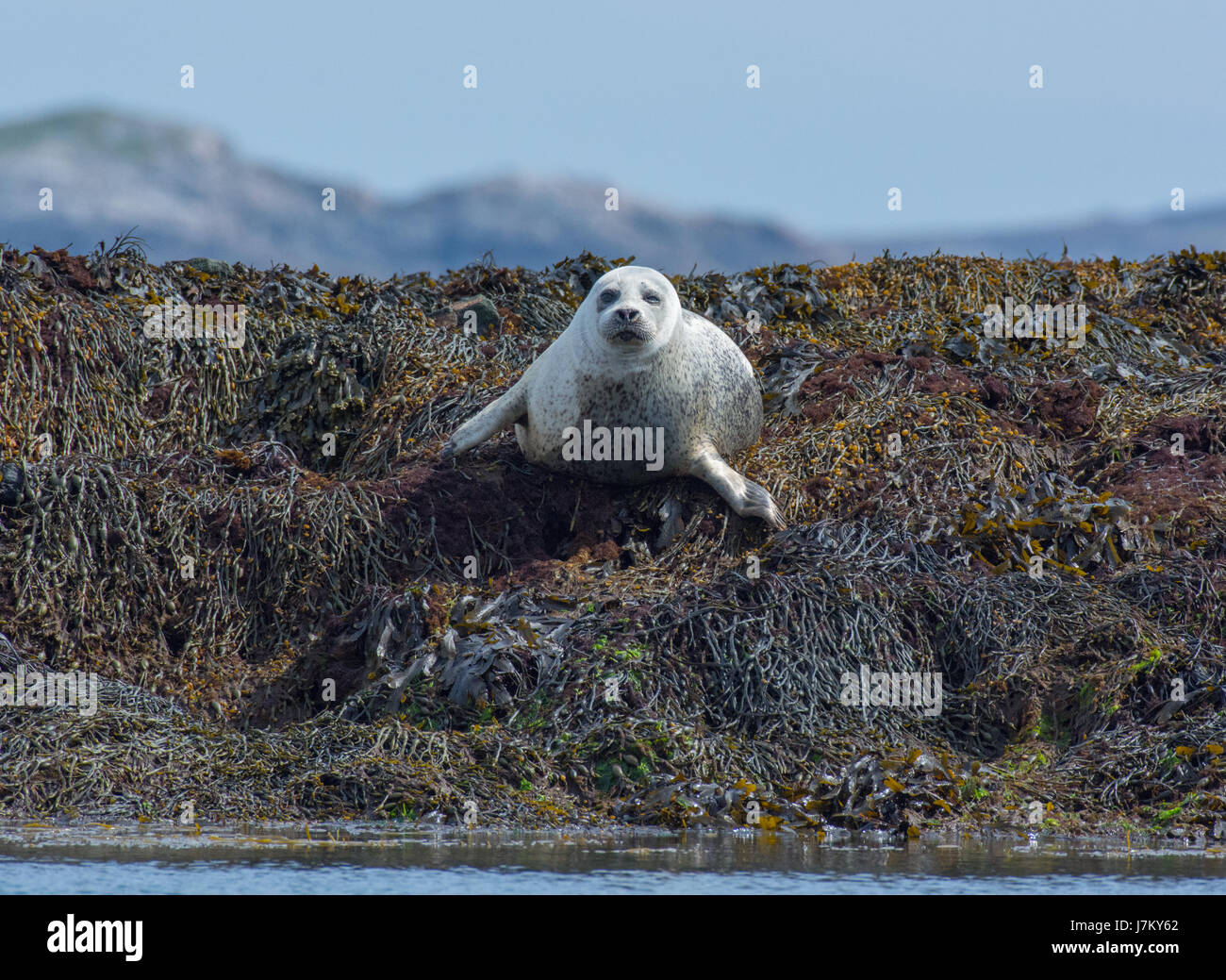 Common Seals off the Isle of Coll Scotland Stock Photo - Alamy