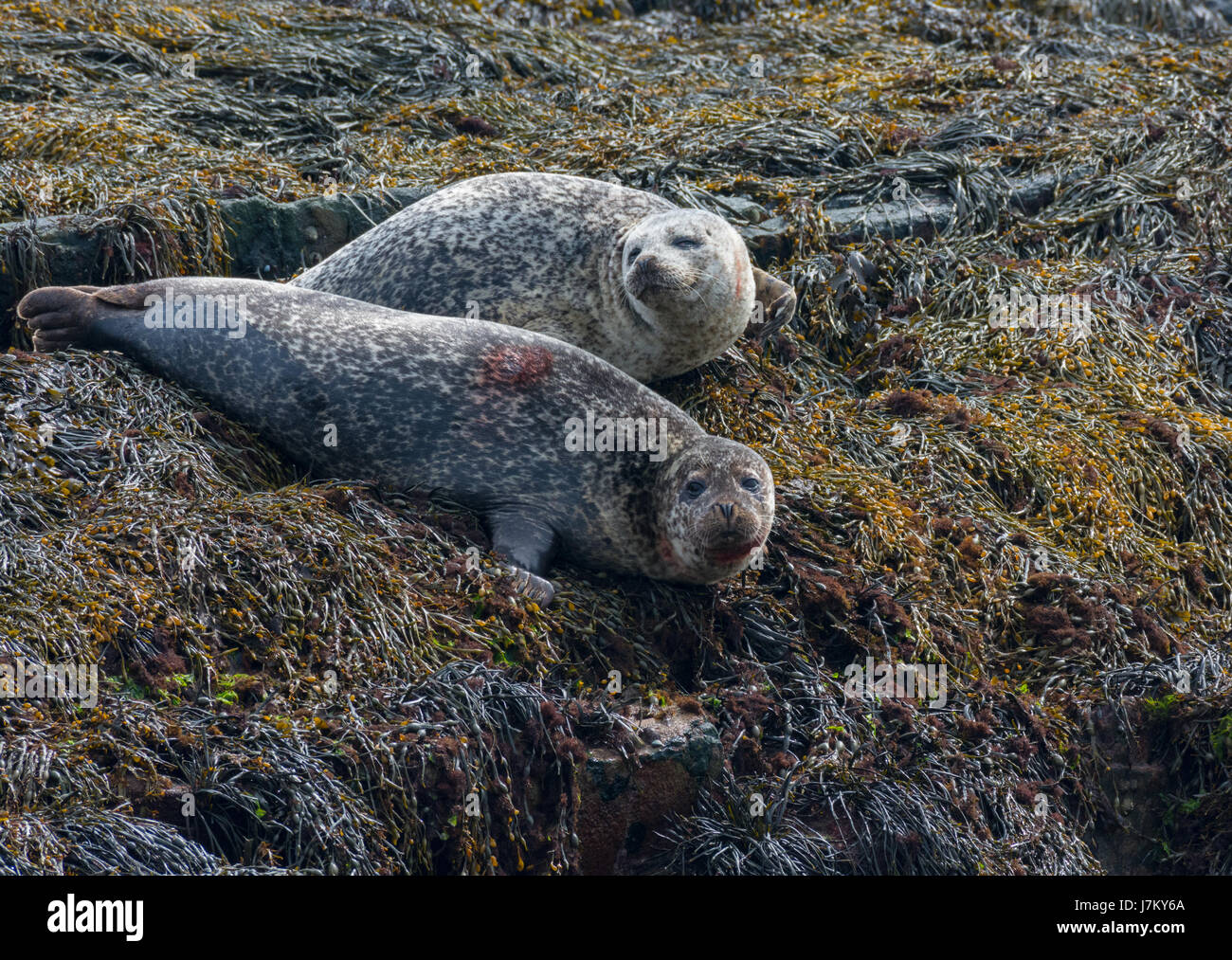 Common Seals off the Isle of Coll Scotland Stock Photo - Alamy