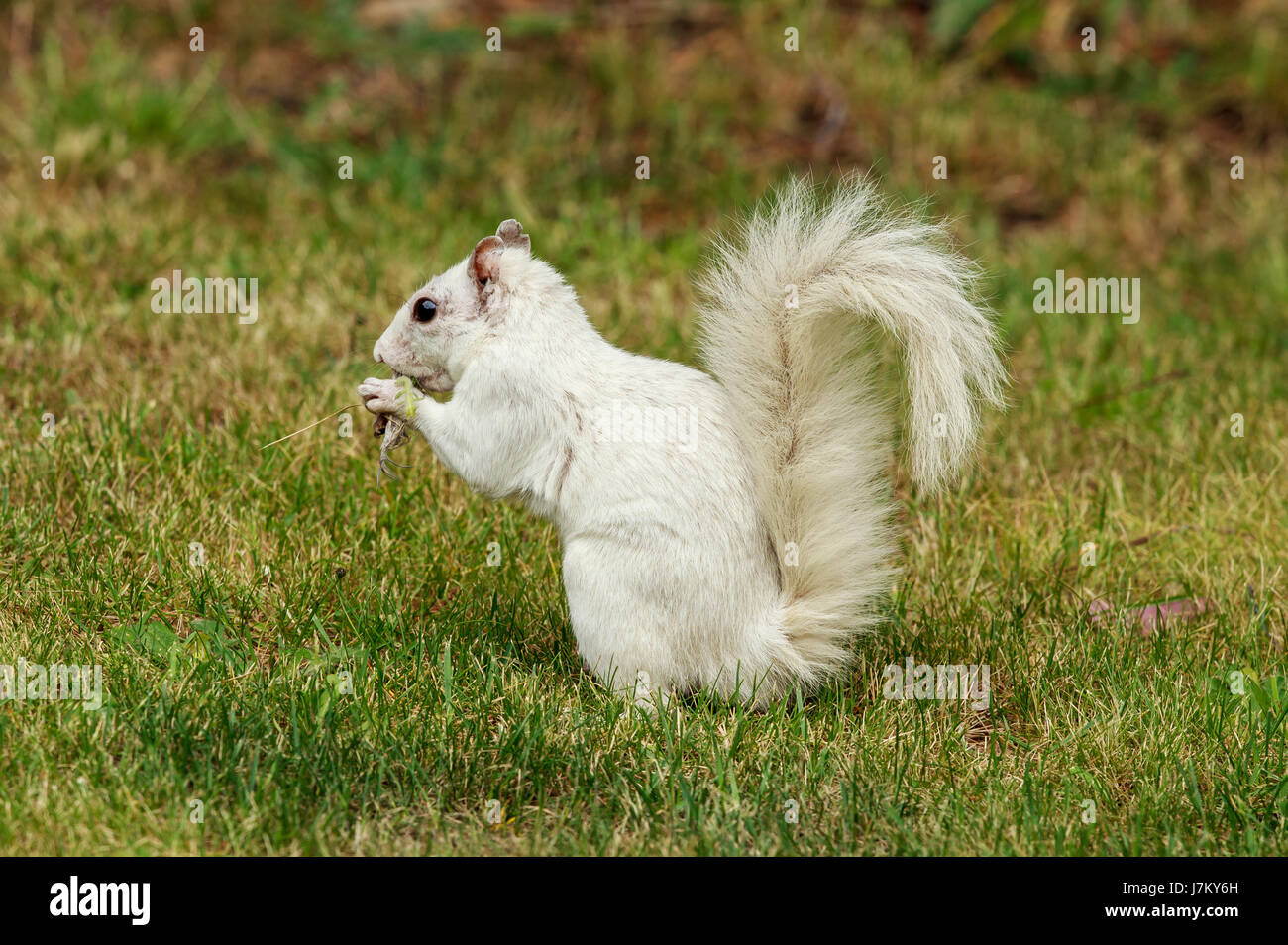 A White squirrel - A Eastern Grey Squirrel suffering from Leucism (lack ...