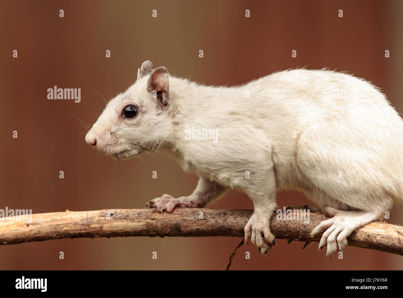 White squirrel hi-res stock photography and images - Alamy