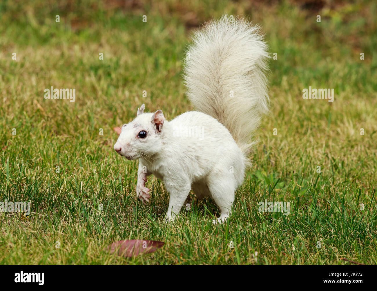A White squirrel - A Eastern Grey Squirrel suffering from Leucism (lack ...