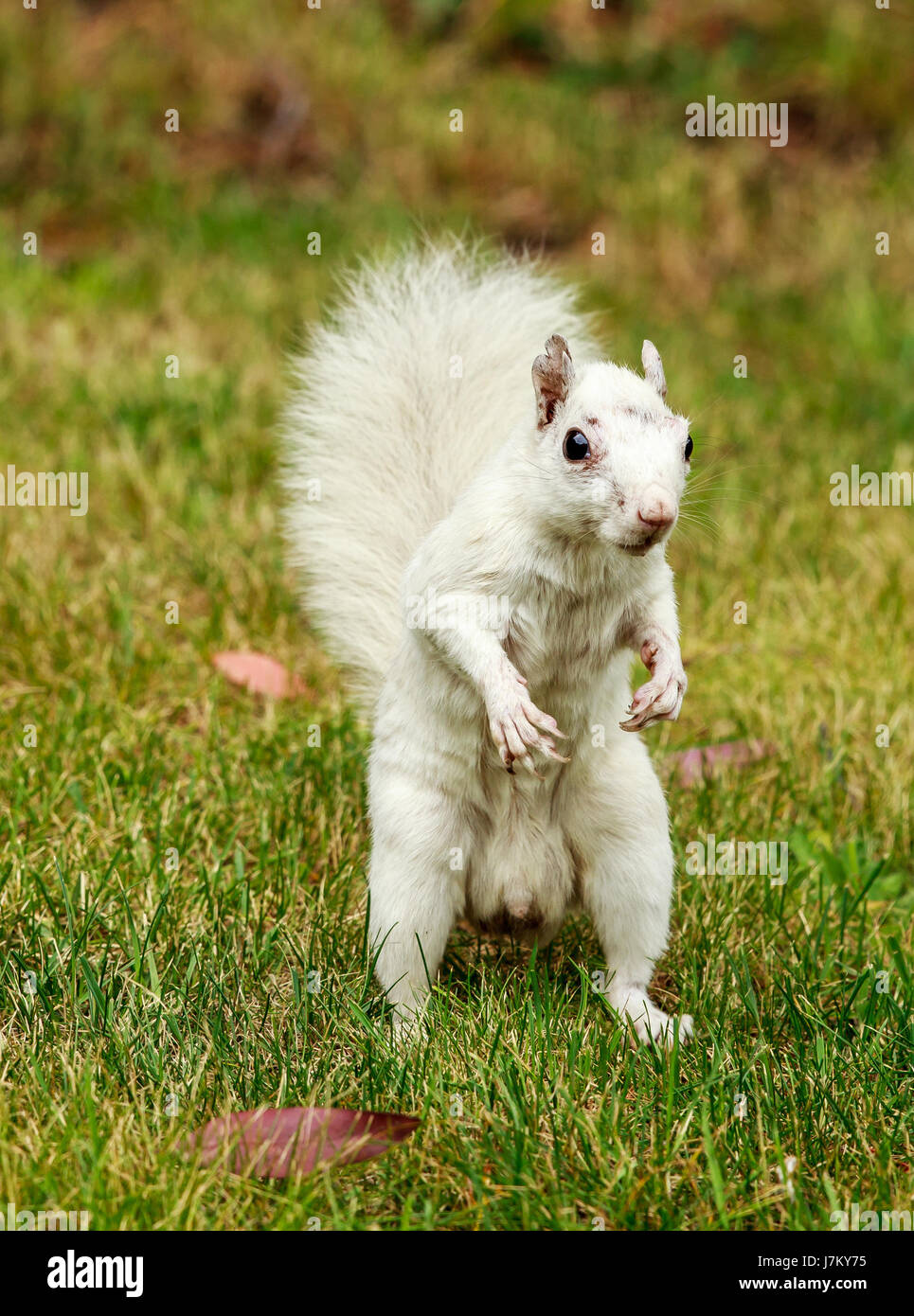 A White squirrel - A Eastern Grey Squirrel suffering from Leucism (lack ...