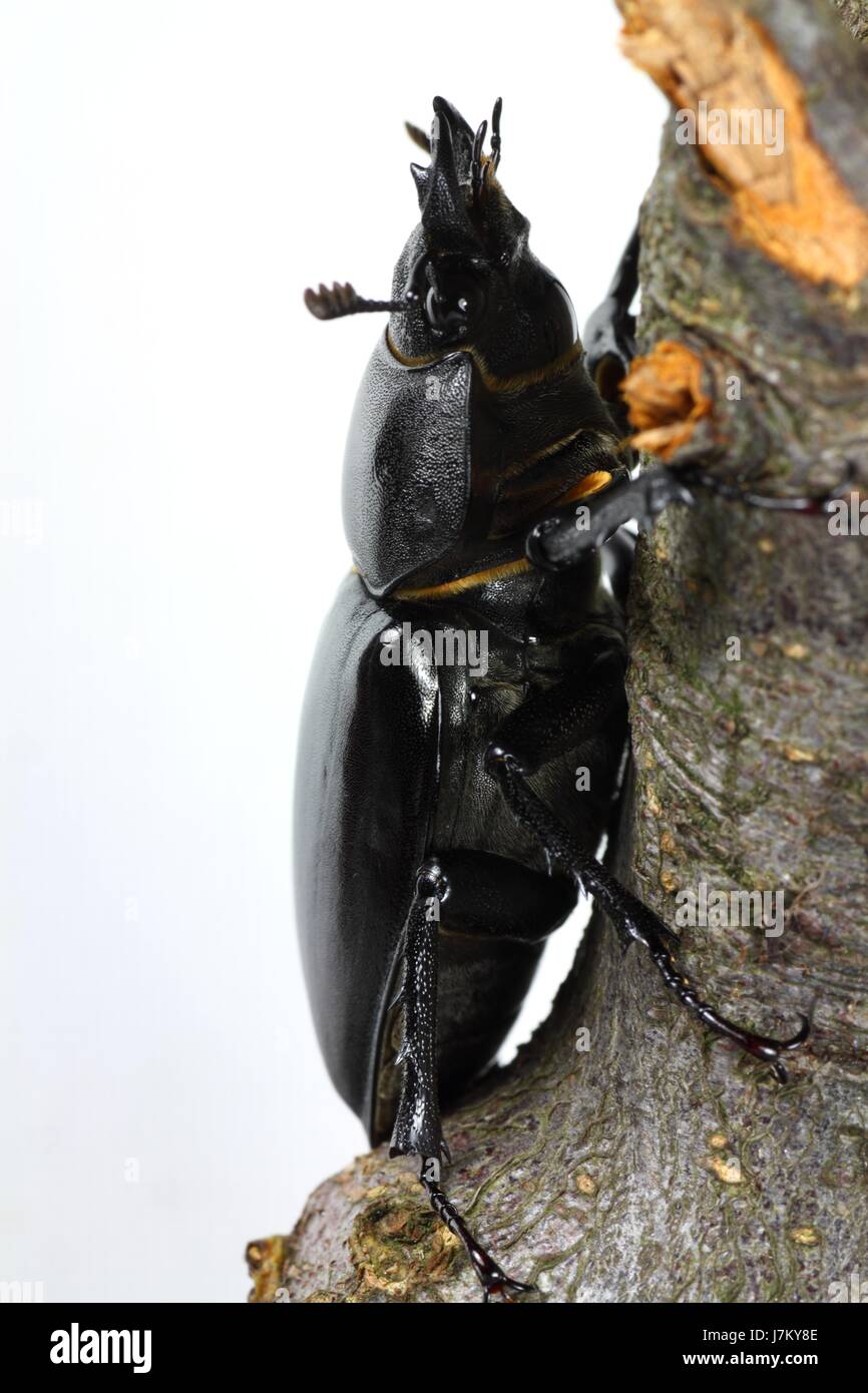 stag beetle female Stock Photo - Alamy
