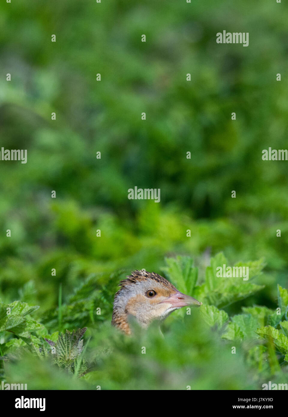 Corncrake at Totranald on The Isle of Coll Scotland Stock Photo - Alamy