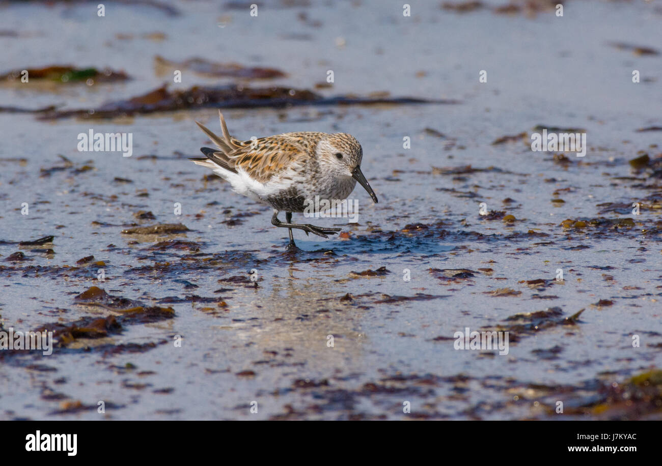 A solitary Dunlin on the Beach at Feall Bay Isle of Coll Scotland Stock ...