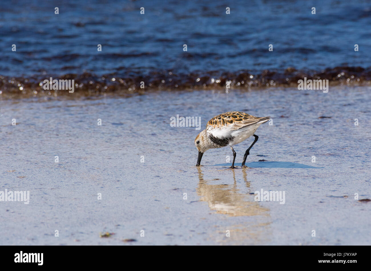 A solitary Dunlin on the Beach at Feall Bay Isle of Coll Scotland Stock ...